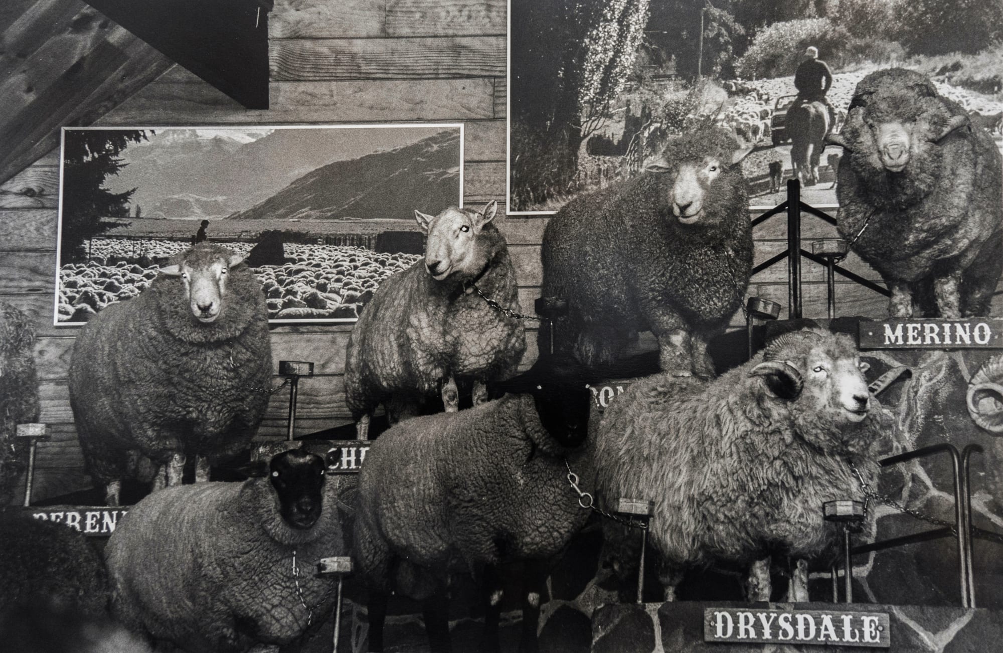 Peter Peryer, The Agrodome, Rotorua, 1995 | {Suite} Gallery