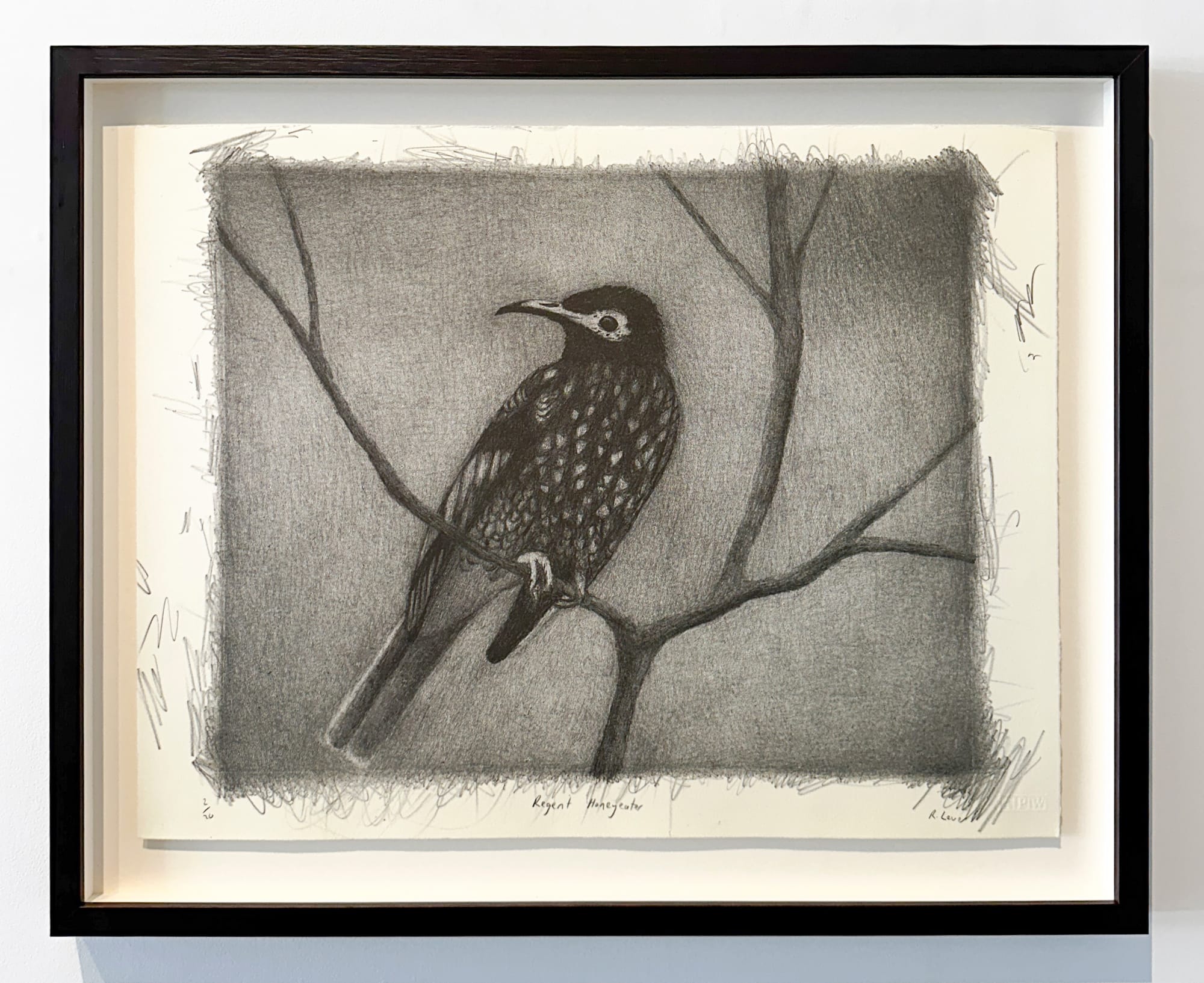 Richard Lewer, Regent Honeyeater, 2024 | {Suite} Gallery
