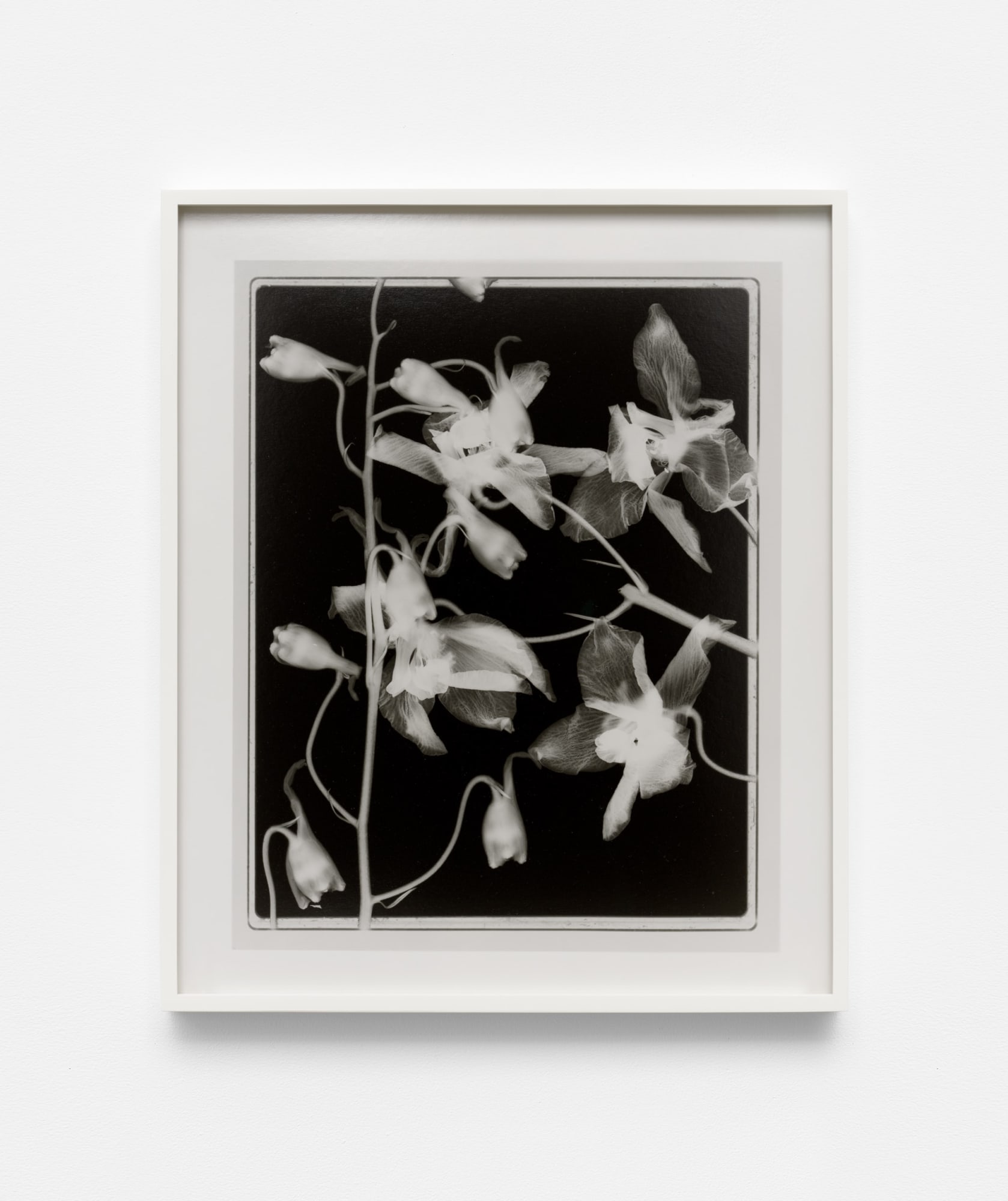 Lisa Oppenheim, Steichen Study 40, 2025 | Tanya Bonakdar Gallery