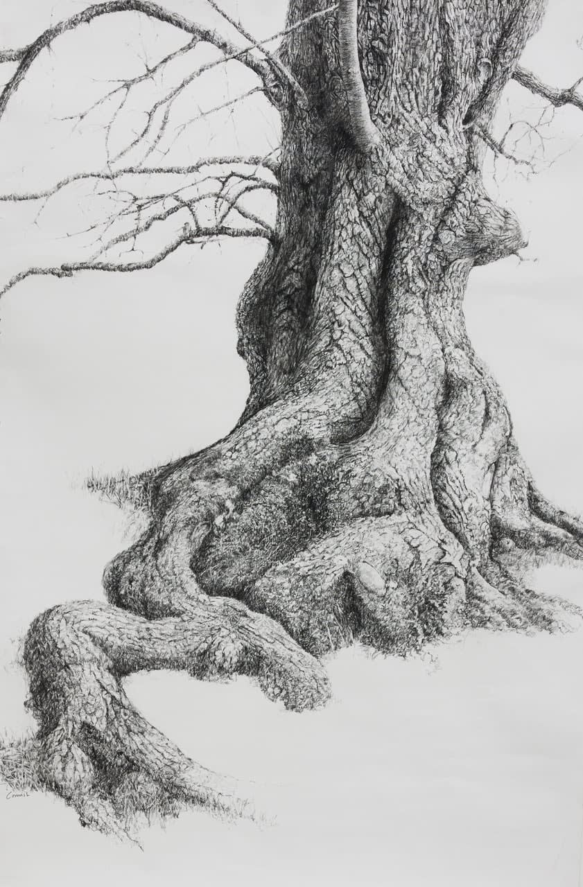 Amanda Cornish, Ridge Ribbons | The Tree Art Gallery