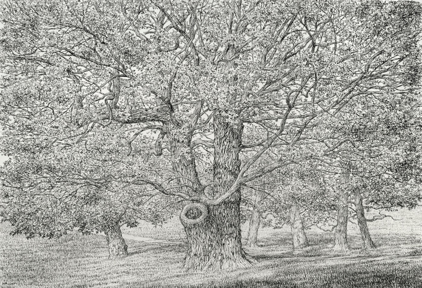 Roy Wright PS, Under Old Trees are the Shadows of Young Leaves ...