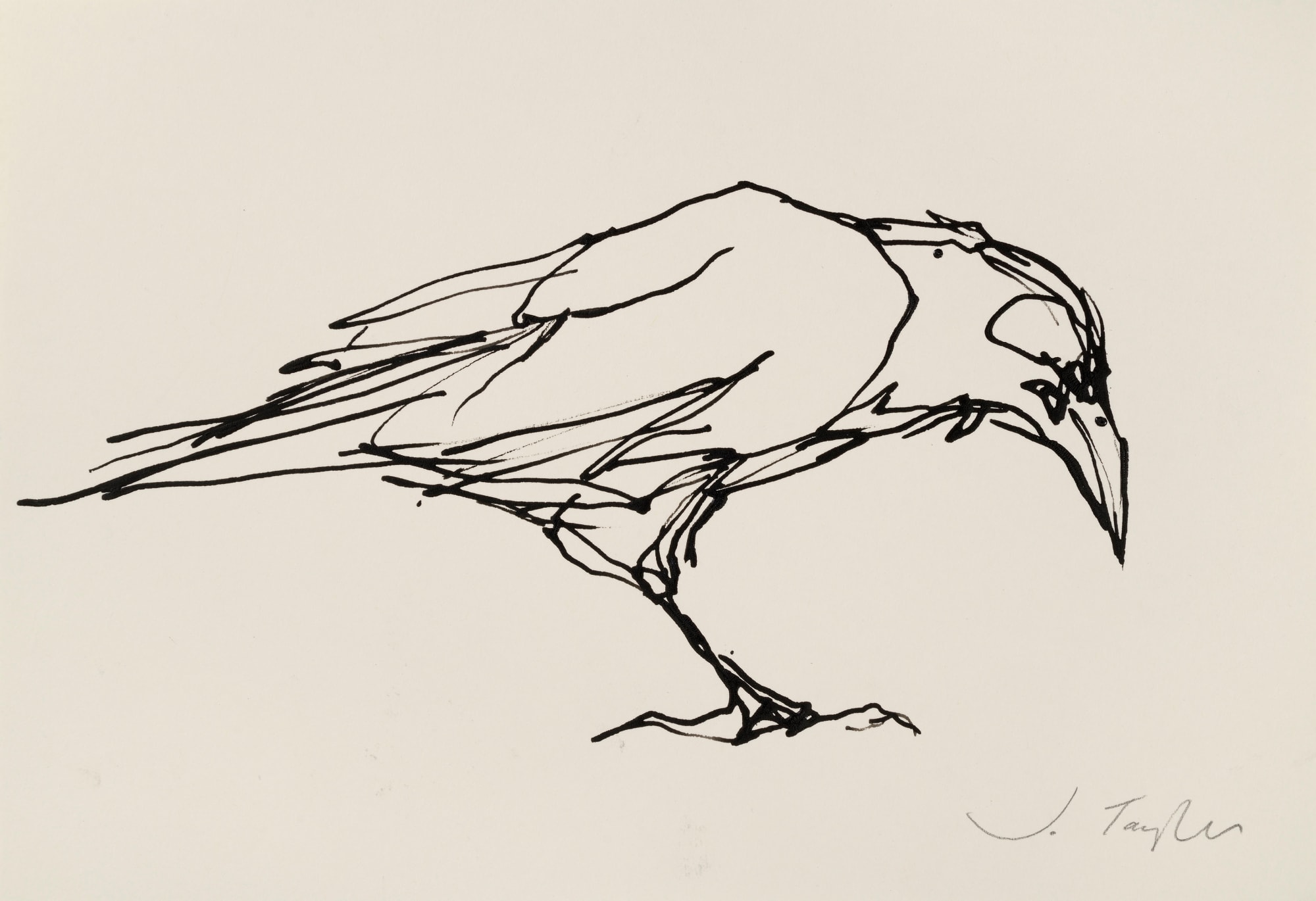 Jo Taylor, Crow | Thompson's Gallery