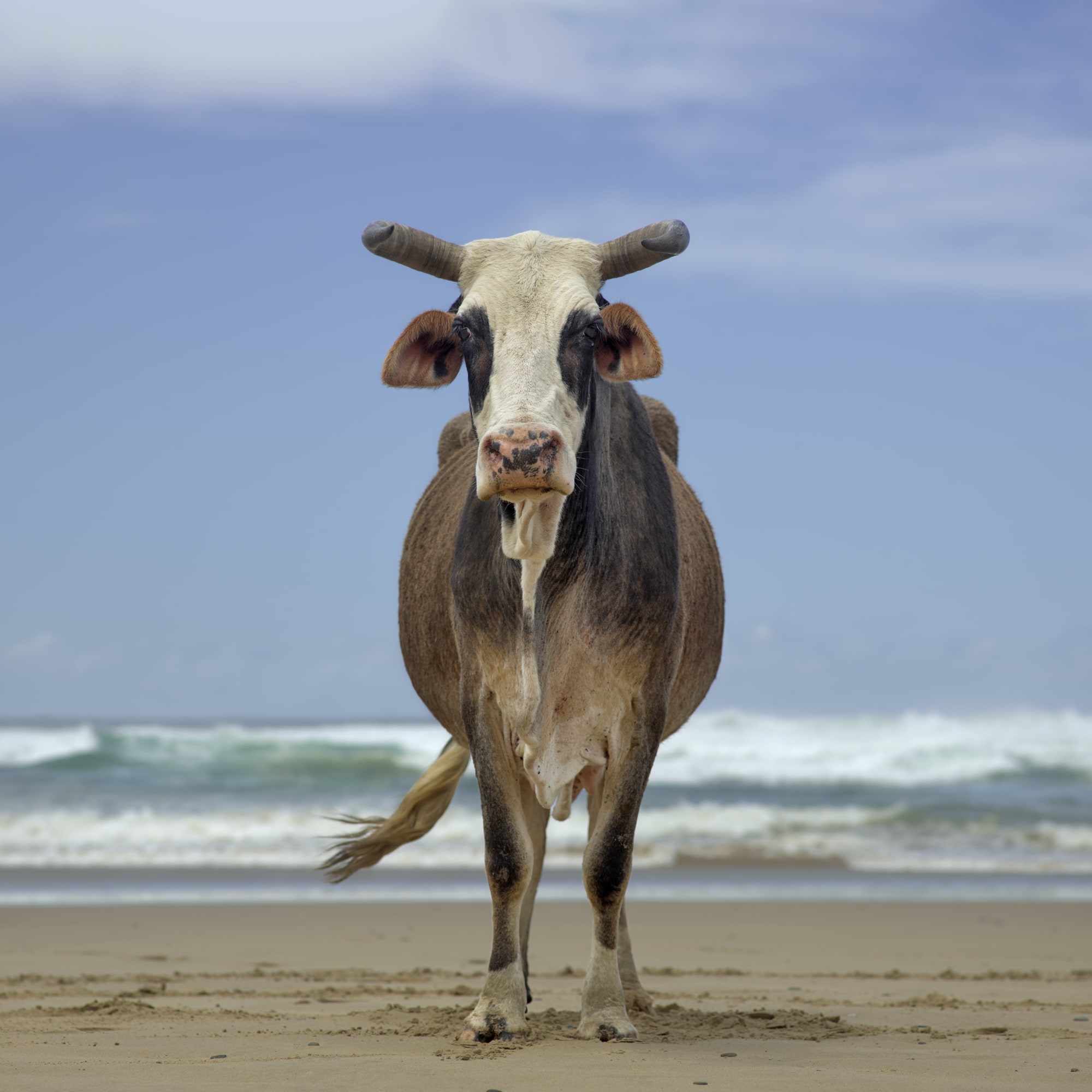 Daniel Naudé, Xhosa cow on the shore. Noxova, Eastern Cape, South ...