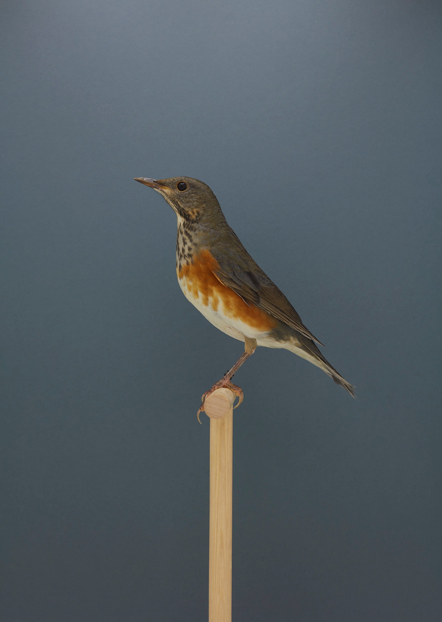 Luke Stephenson, Grey-backed Thrush #1, 2019 | Print Sales Gallery ...