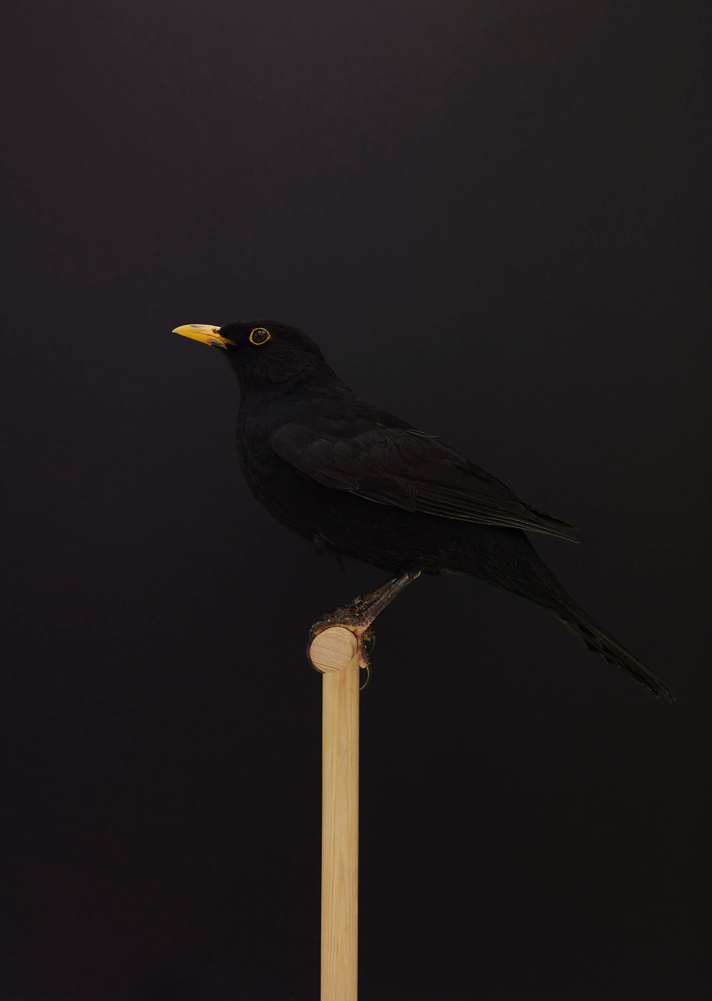 Luke Stephenson, Blackbird #1 (Cock), 2019 | Print Sales Gallery | The ...
