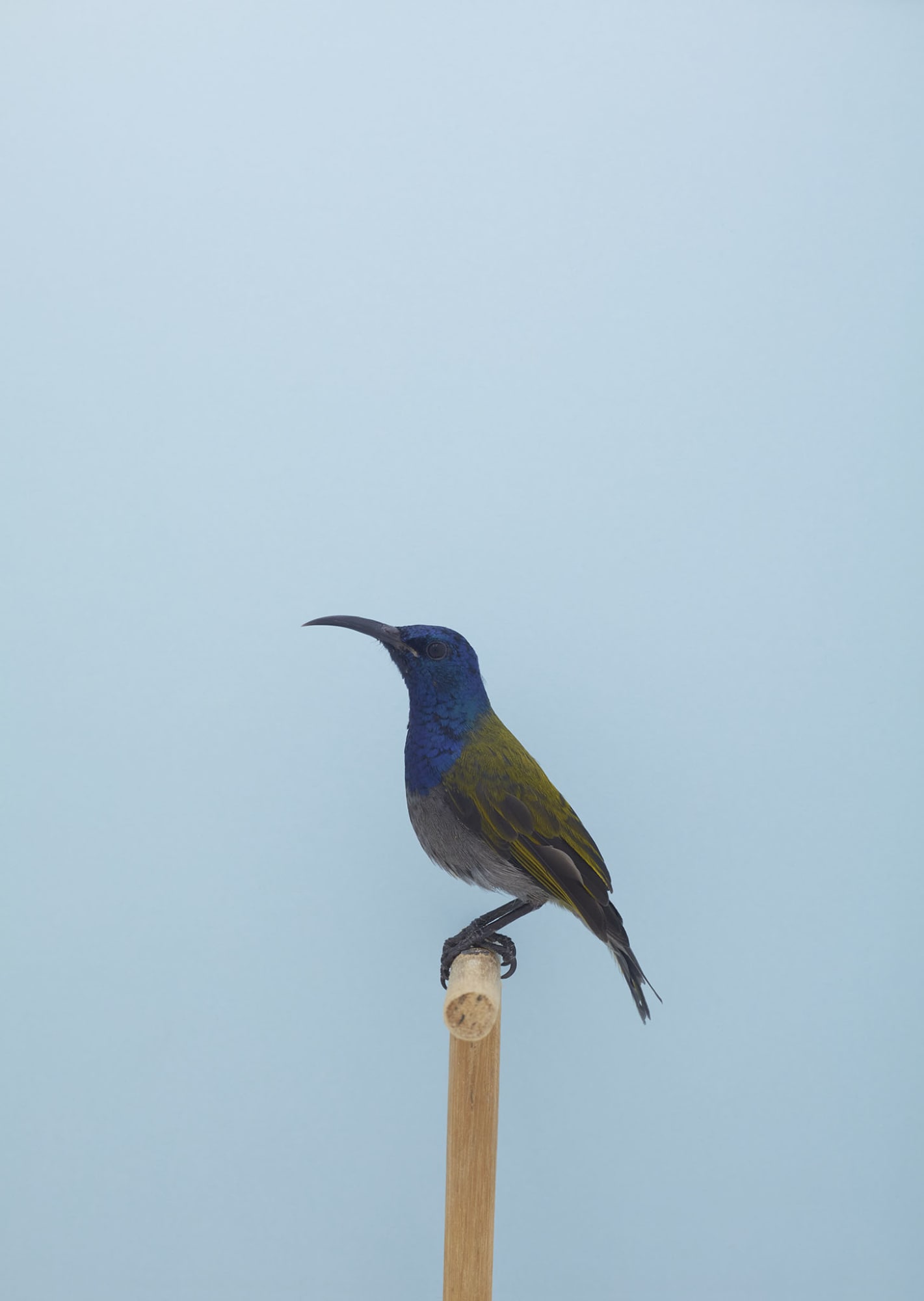 Luke Stephenson, Blue Headed Sunbird #1, 2016 | Print Sales Gallery ...