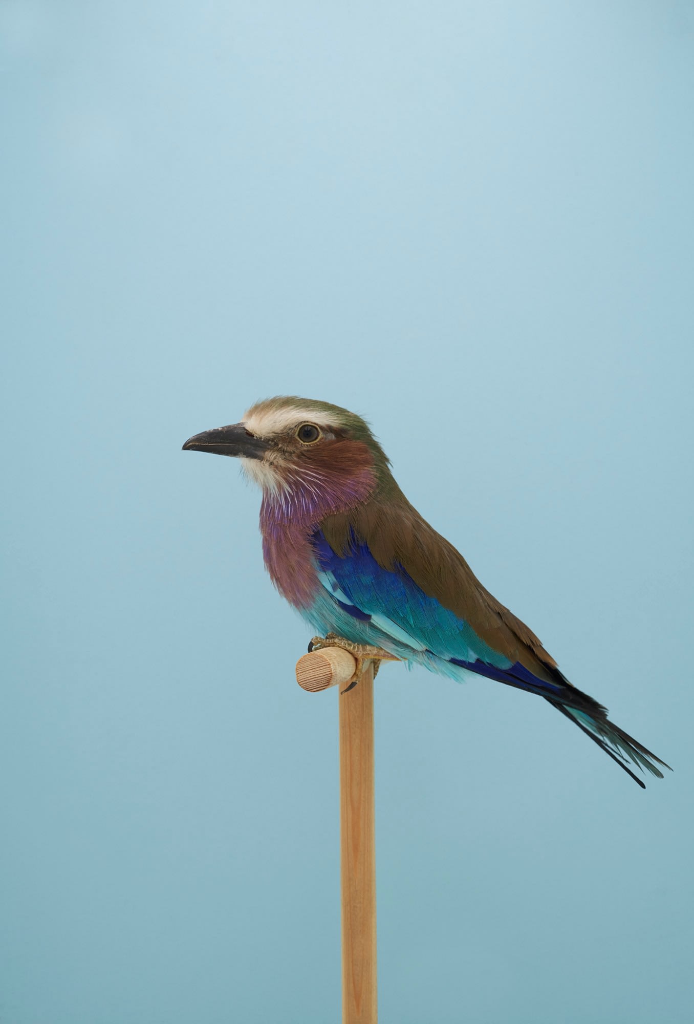 Luke Stephenson, Lilac-breasted Roller #1, 2021 | Print Sales Gallery ...