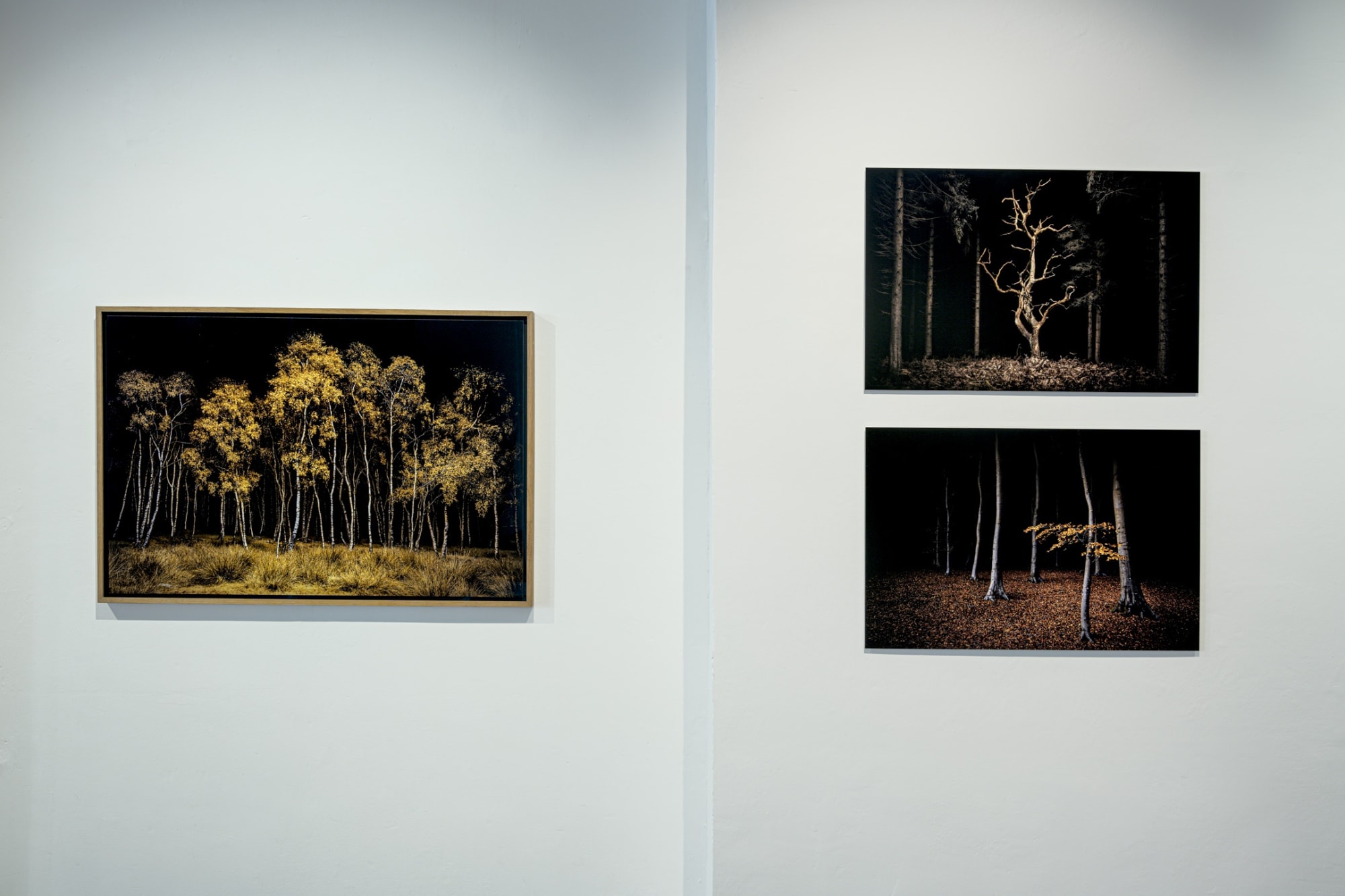 Jasper Goodall, Twilight #31, Beeches, 2020 | MMX Gallery Ltd
