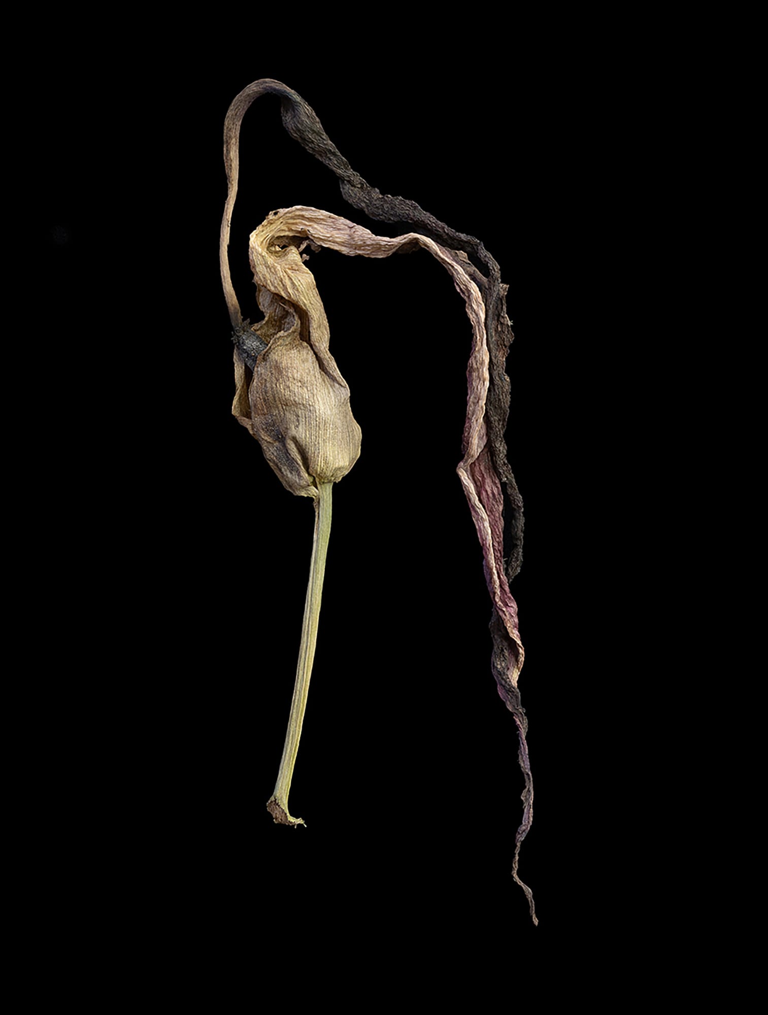 Ardine Nelson, Transitory States 1342, 2022 | The Bonfoey Gallery