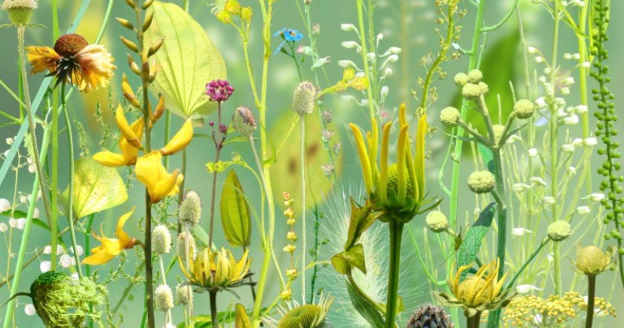 Ruud van Empel, Floresta #11, 2024 - Artwork 51680 | Jackson Fine Art