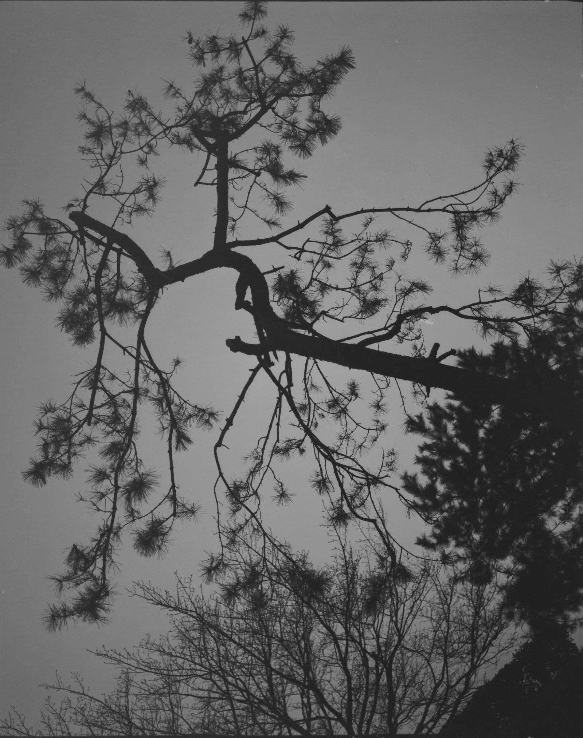 Huang Rui, Water in Pine 8, 2000 | 10 Chancery Lane Gallery