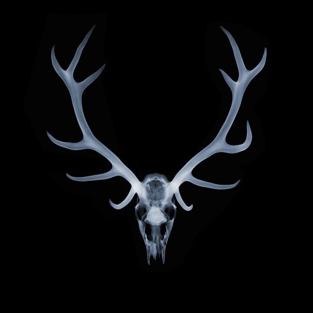 Nick Veasey, Antlers | Arkley Fine Art