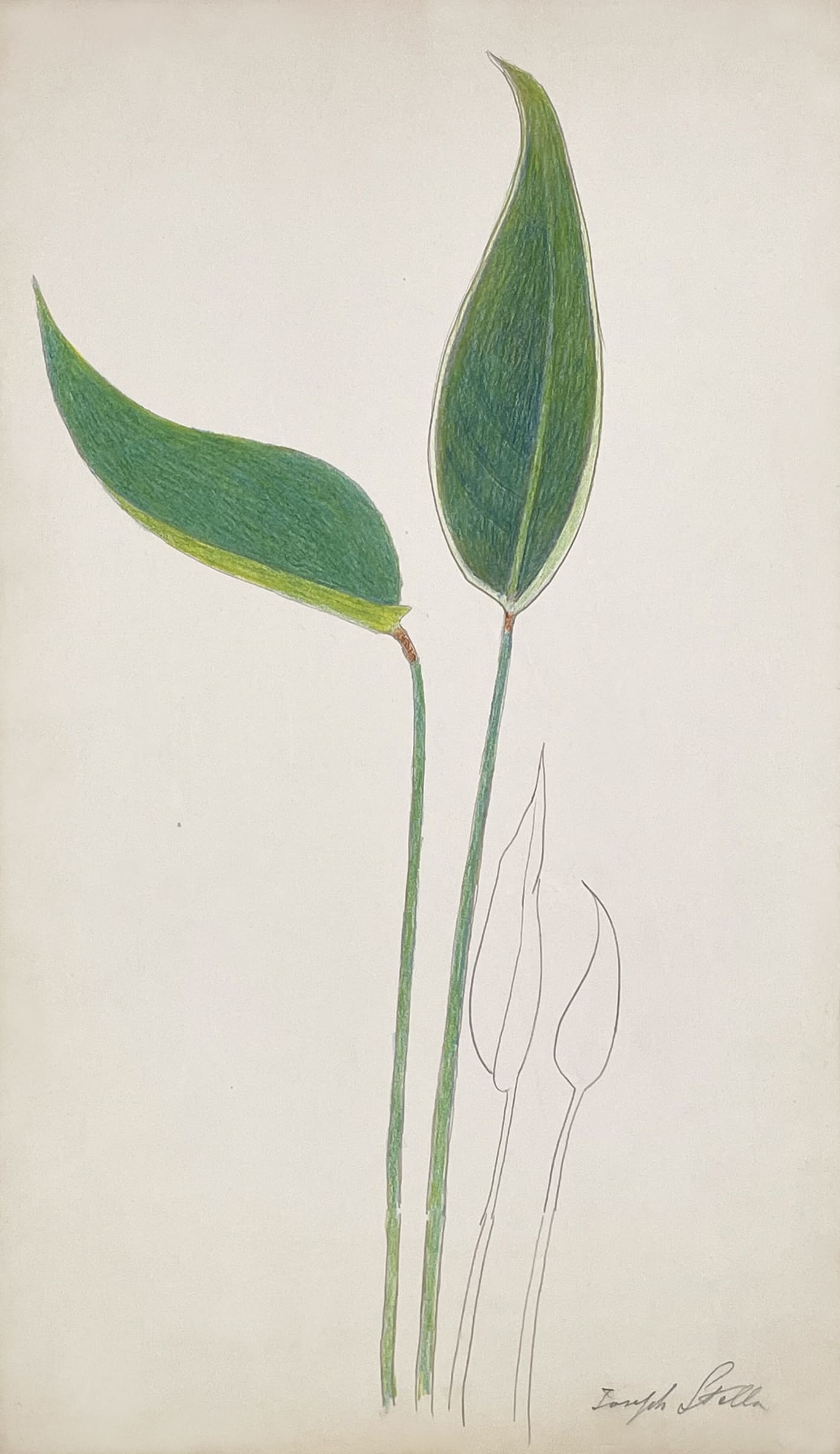 Joseph Stella, Untitled (Flower) | Avery Galleries