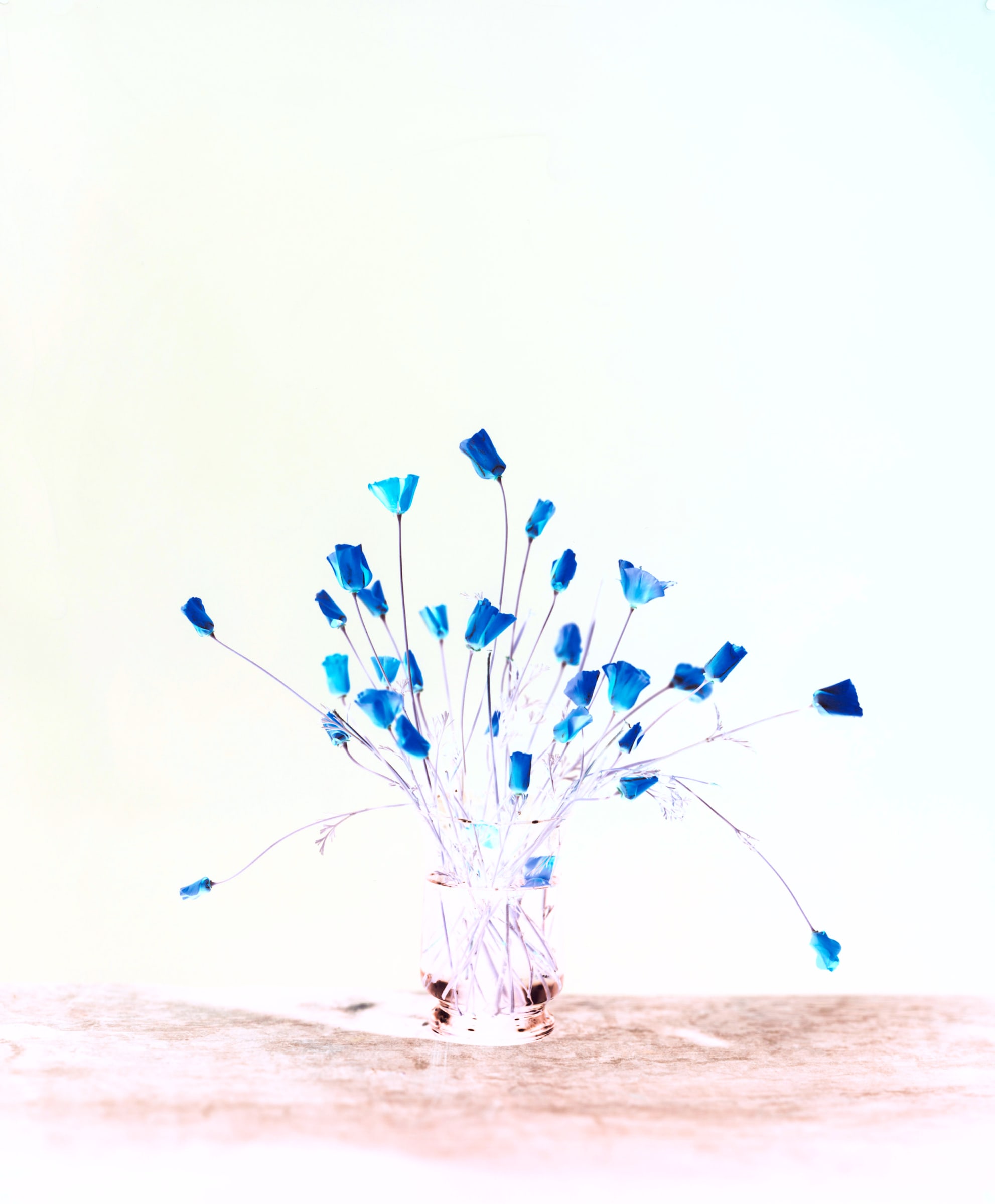 Brendan Barry / WILDFLOWERS | 22 November - 20 December 2024 | Black ...