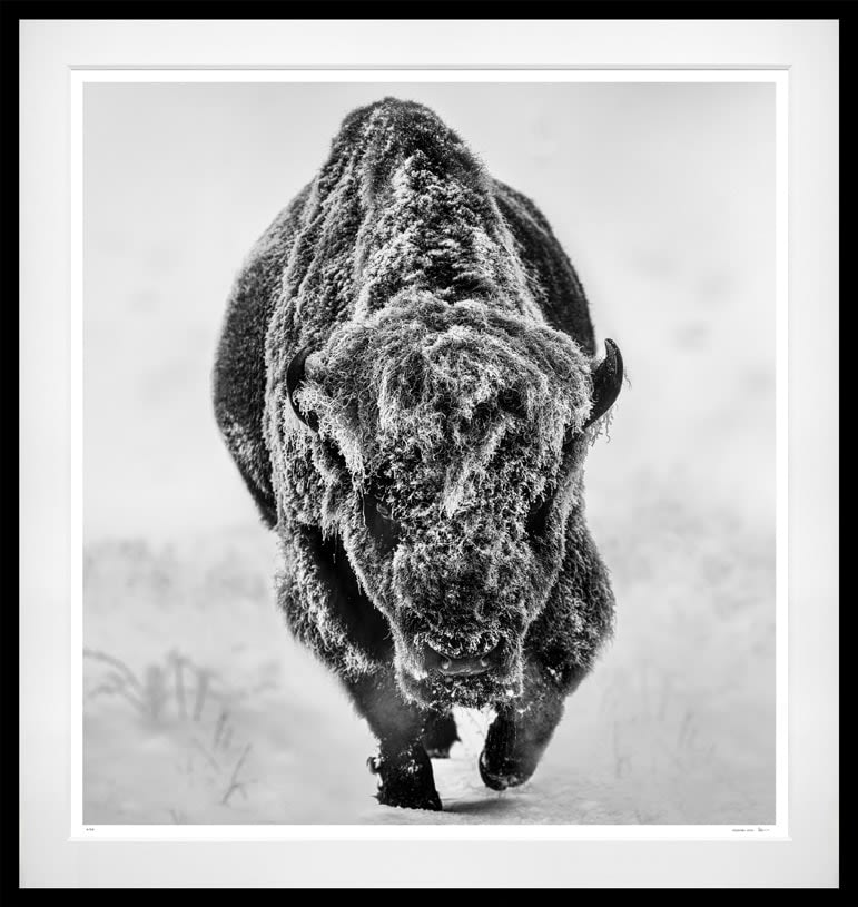 David Yarrow, American Primeval, 2025 | Wildlife | Casterline|Goodman ...