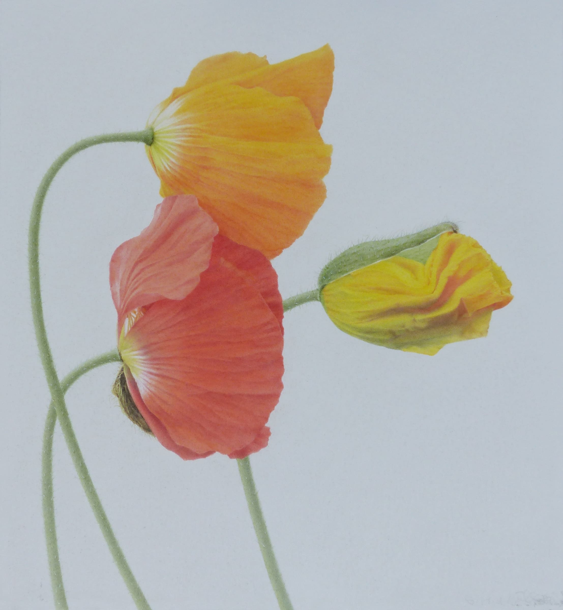 Sigrid Muller, Welsh Poppies, 2025 | Celf Gallery