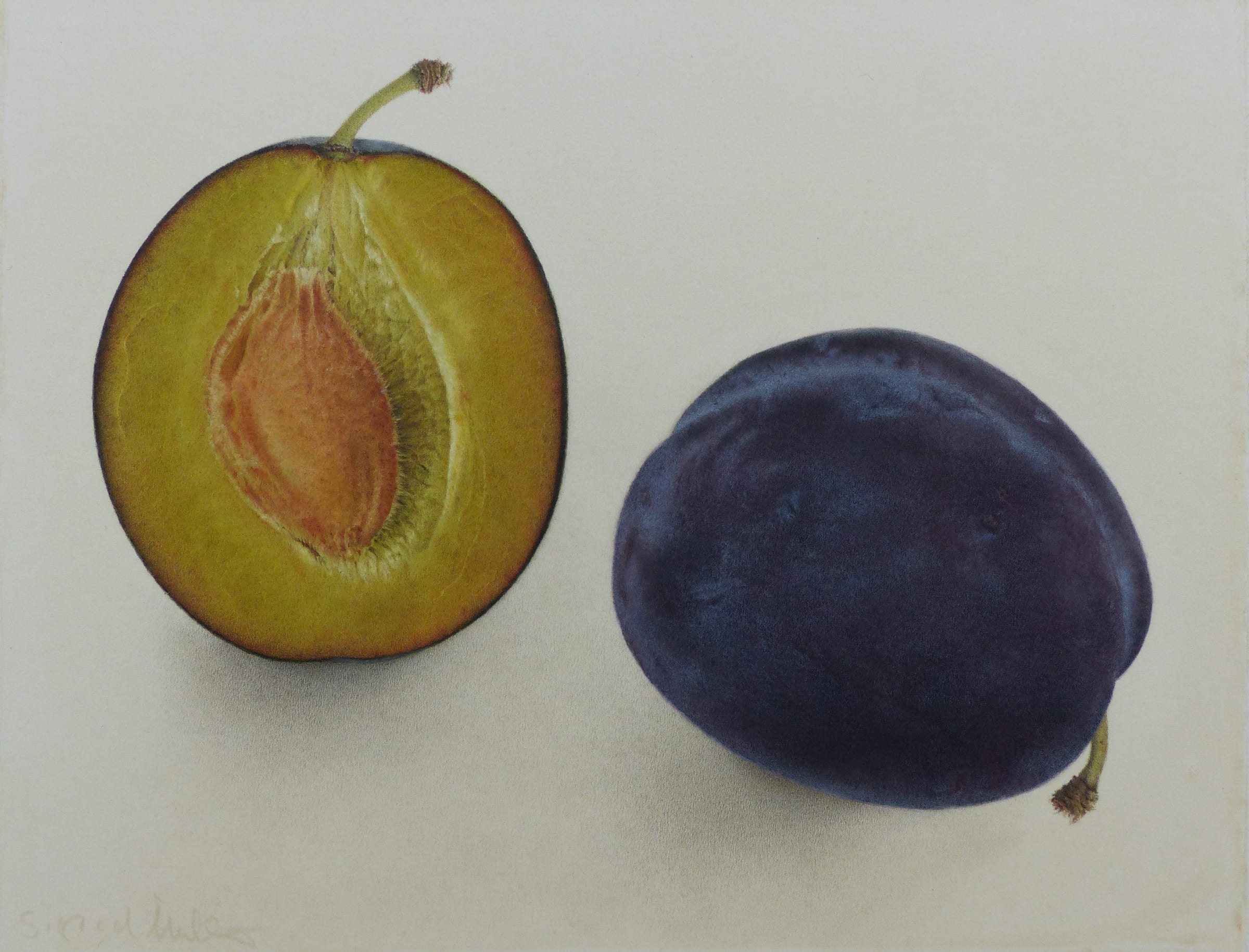 Sigrid Muller, Victoria Plums, 2024 | Celf Gallery