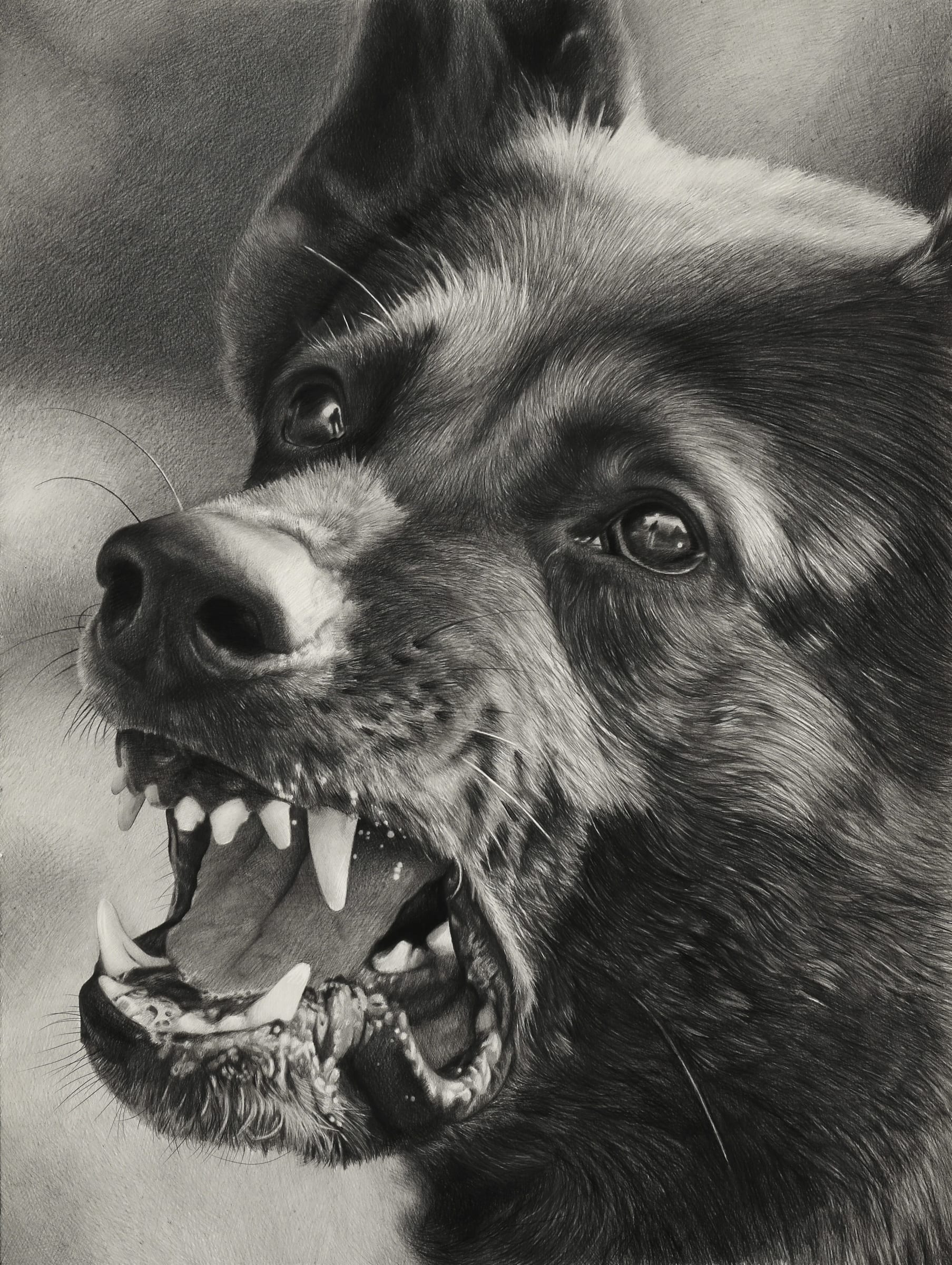 dog snarling drawing