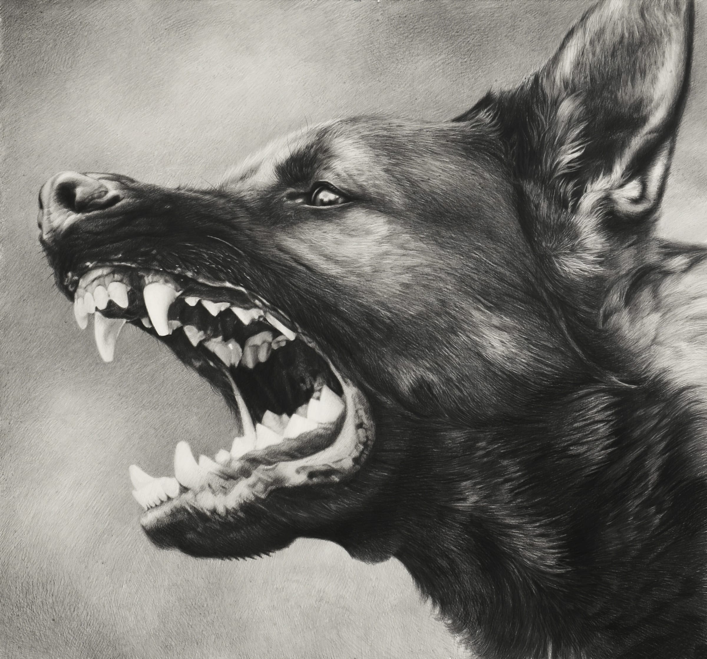 snarling dog drawing
