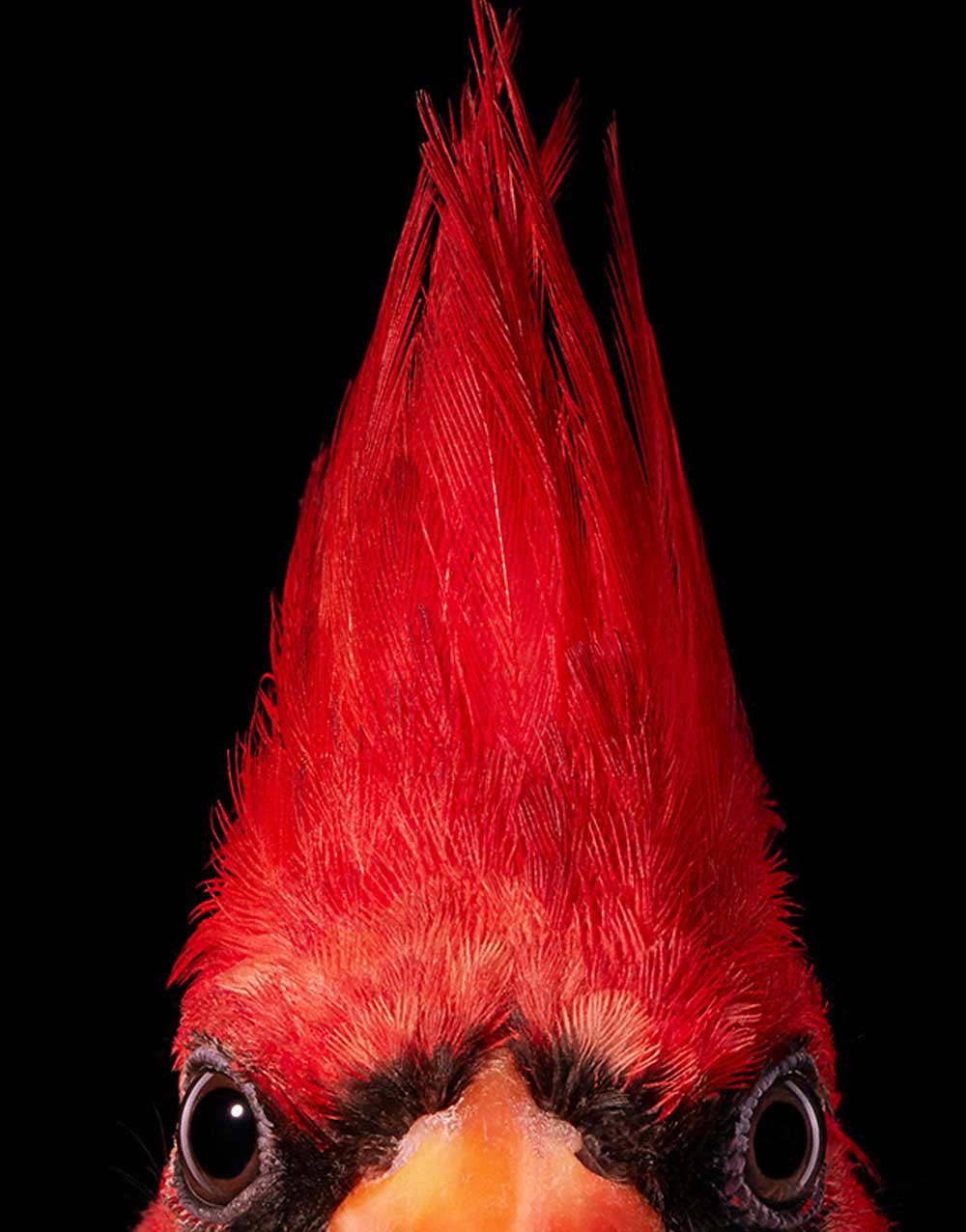 Tim Flach, Northern Cardinal, 2021 | Echo Fine Arts