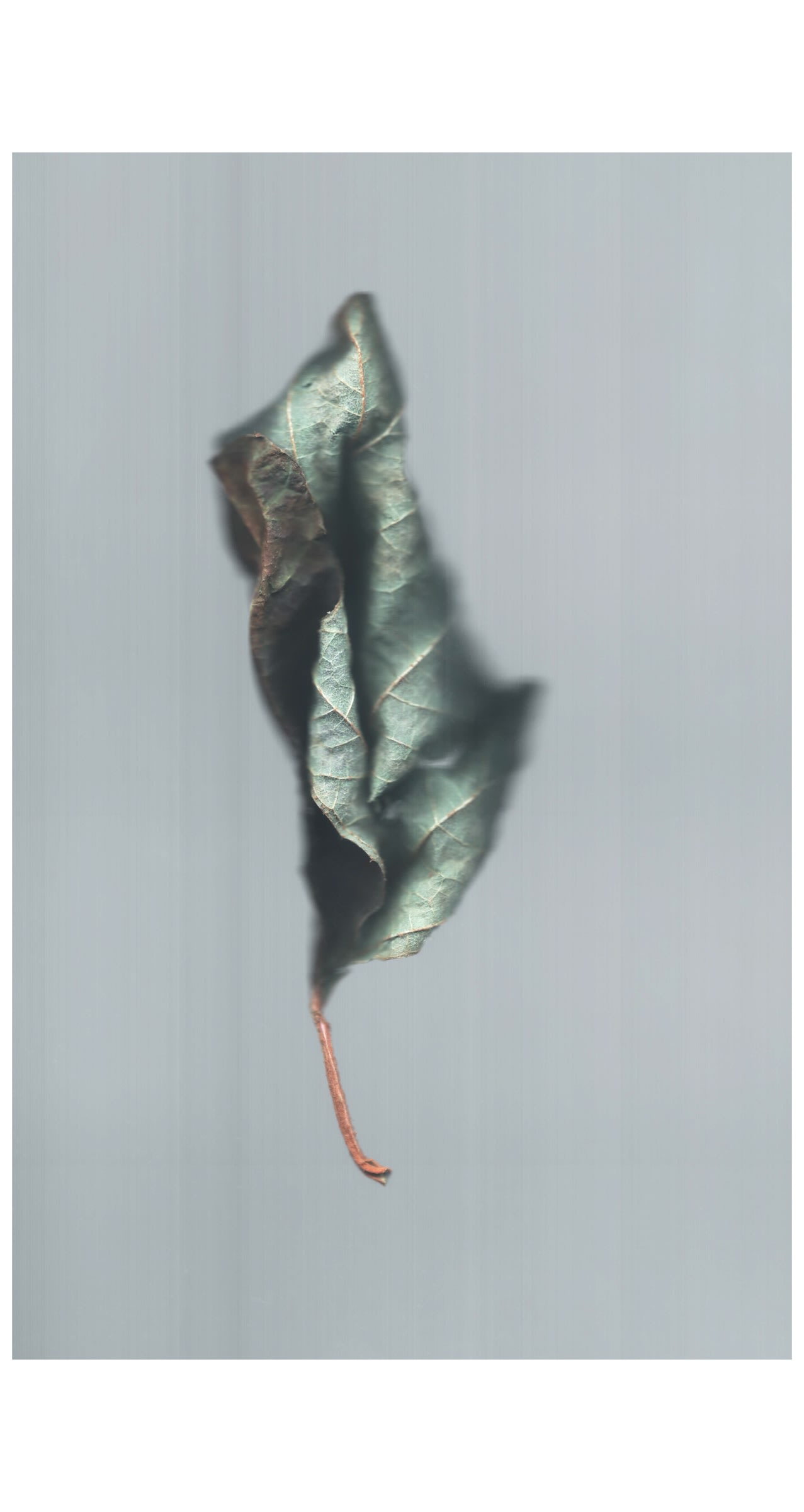 Ann Hamilton, sense · fallen leaf, 2022 | Elizabeth Leach Gallery