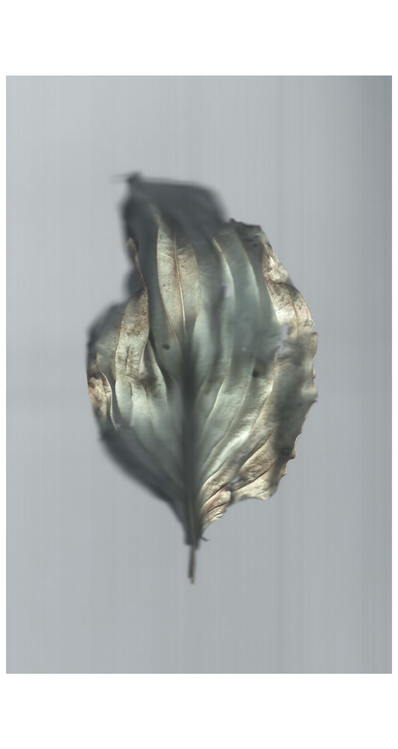 Ann Hamilton, sense · hosta leaf, 2022 | Elizabeth Leach Gallery