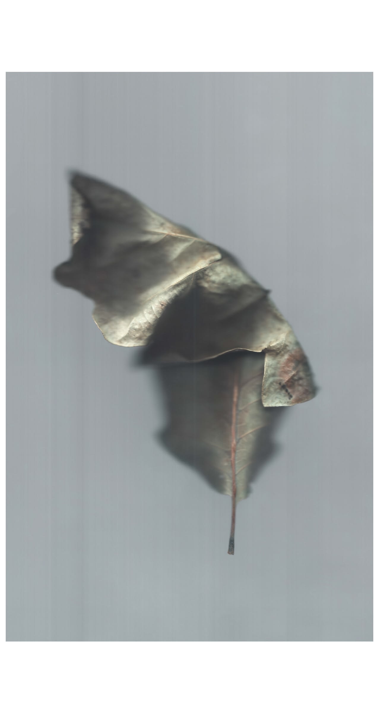 Ann Hamilton, sense · bur oak leaf, 2022 | Elizabeth Leach Gallery