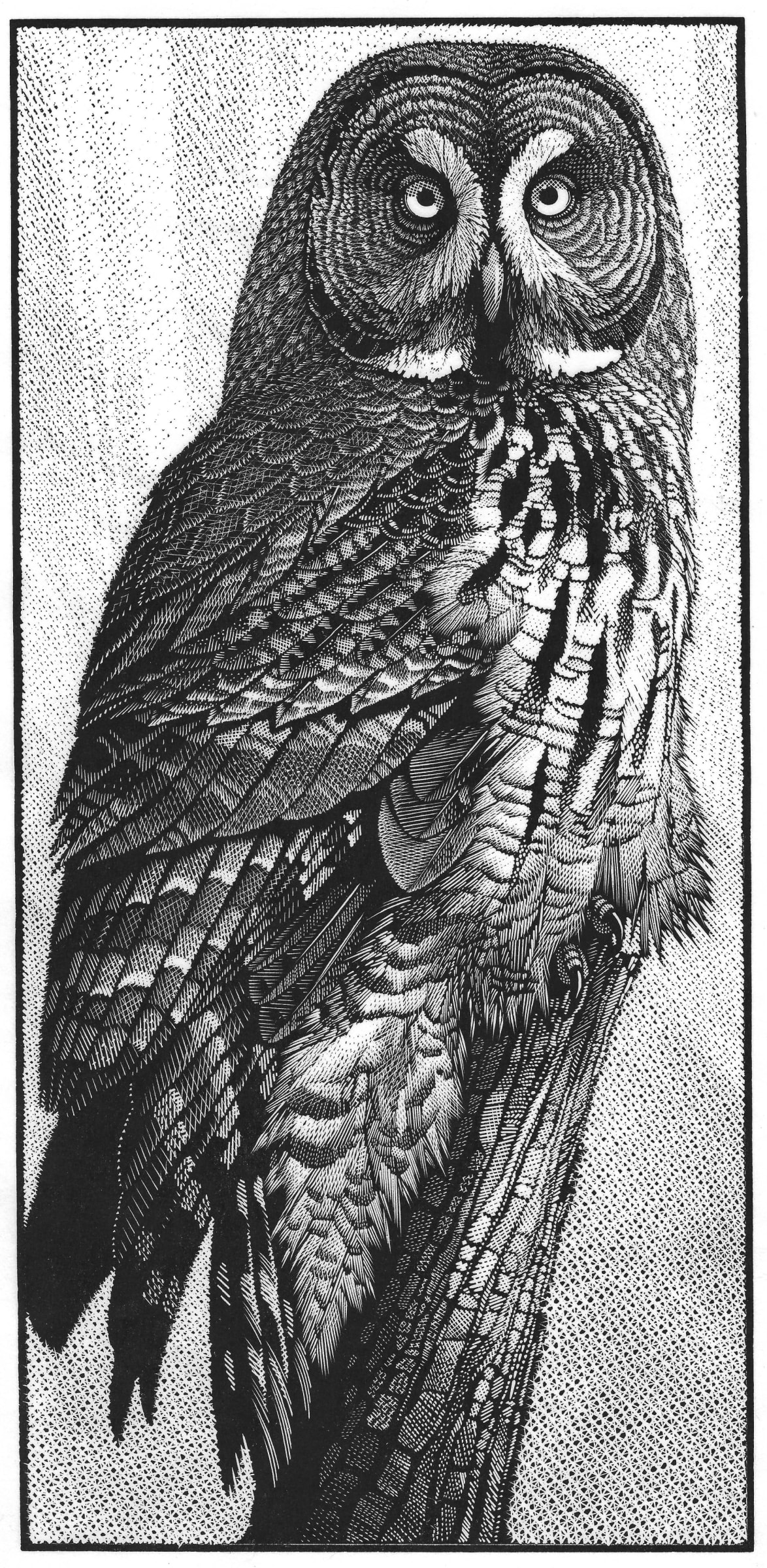Colin See-Paynton, Great Grey Owl | Ffin y Parc Gallery