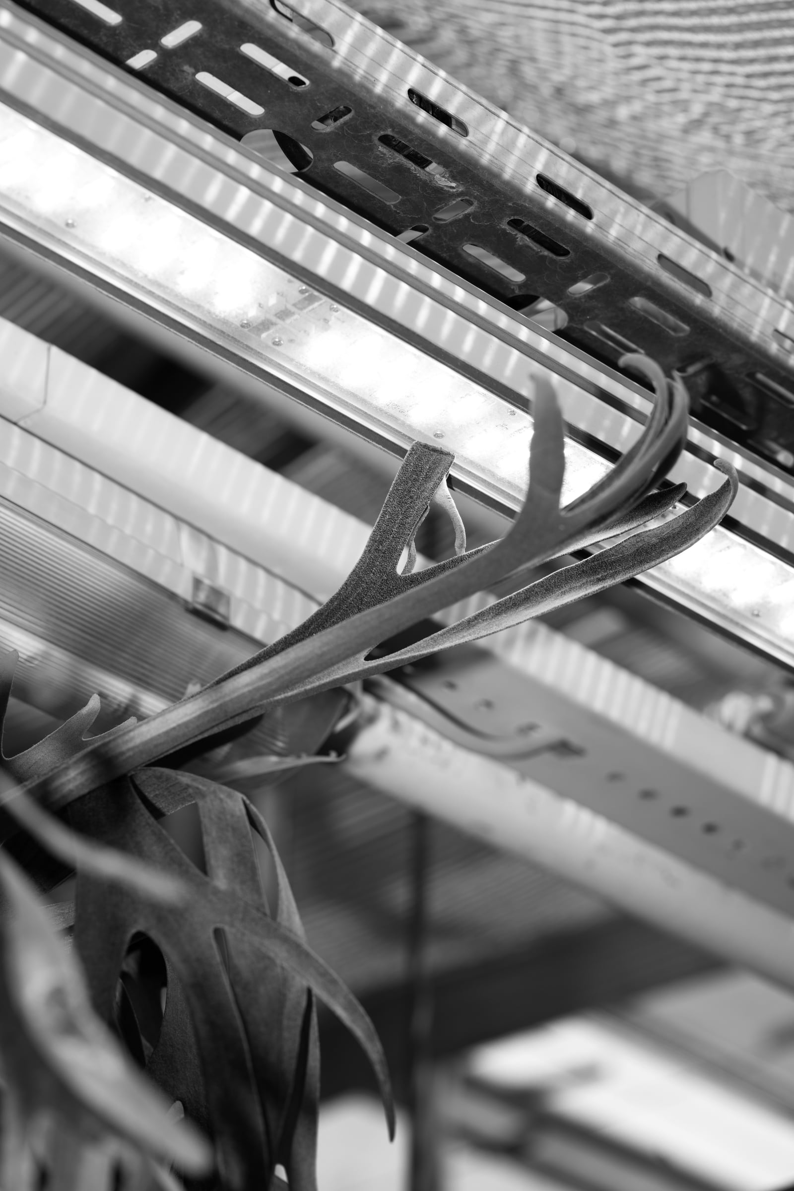 David Hartt, The Garden (Platycerium bifurcatum / Lund, Sweden / May 26 ...