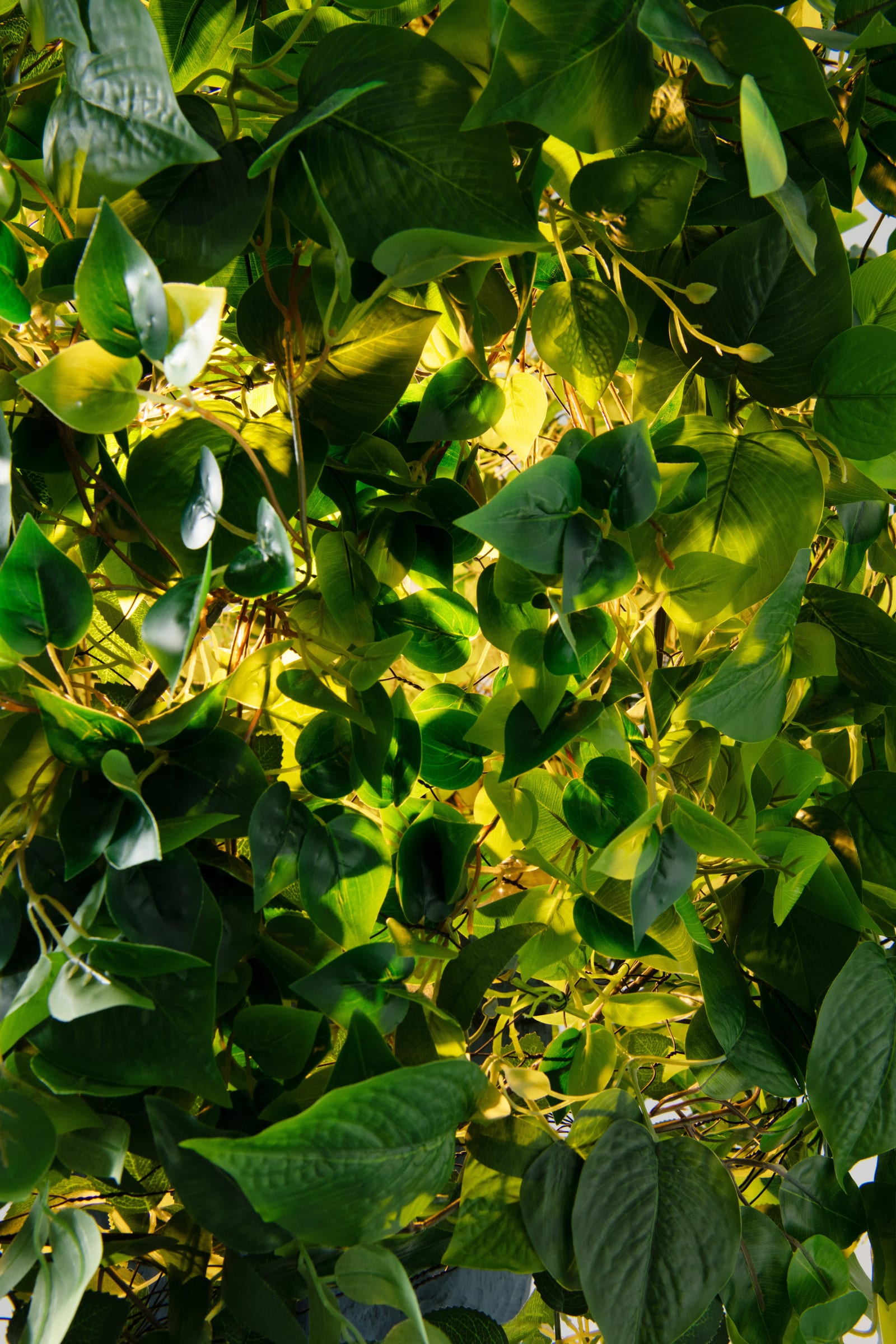 Steve Carr, Bush Lamp, 2025 | Gow Langsford