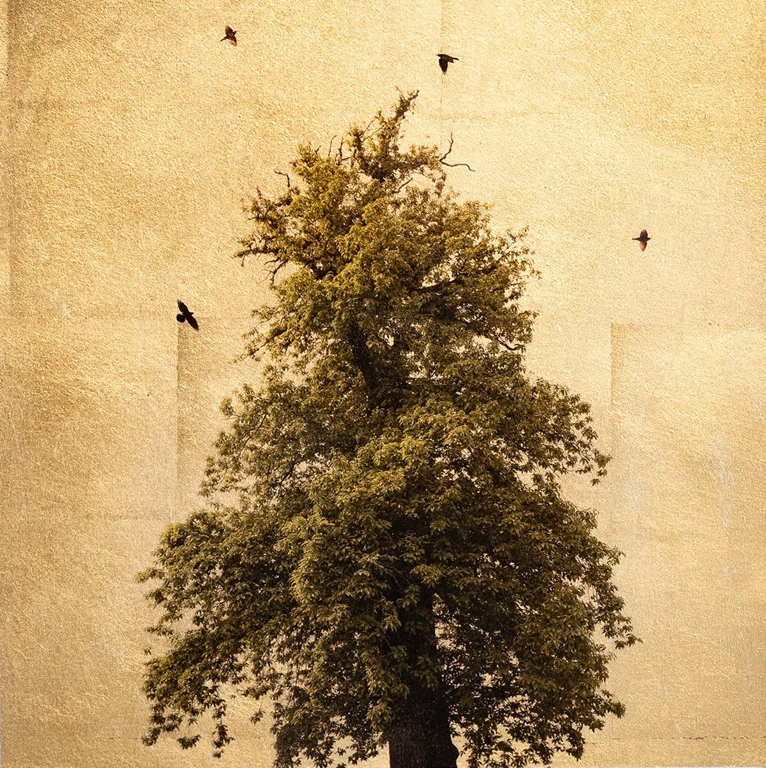 Robert Pereira Hind, Castanea Sativa in Excelsis | Graystone Gallery