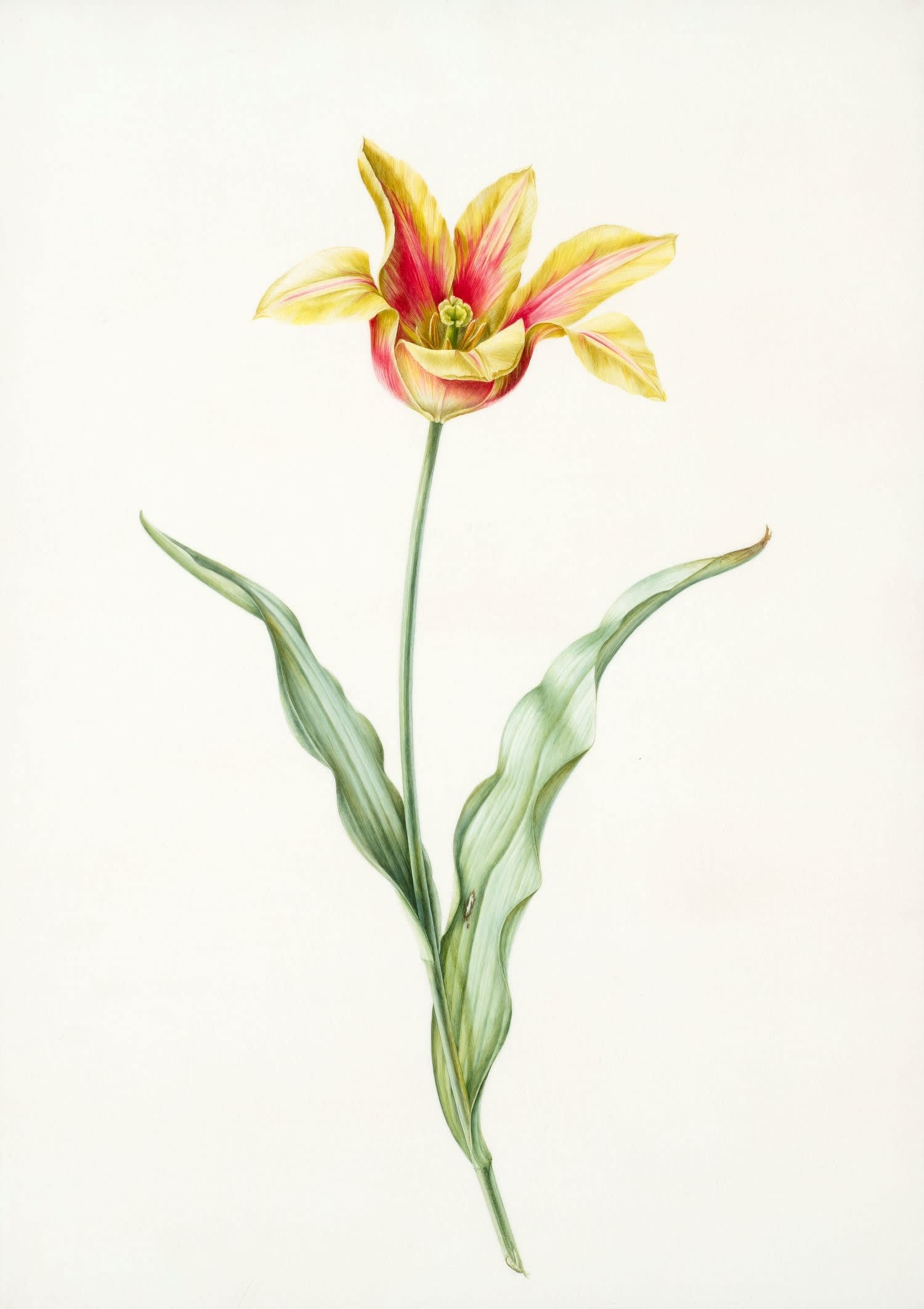 Brigid Edwards, Mrs. Kaufmann's Tulip, 1996 | Jonathan Cooper