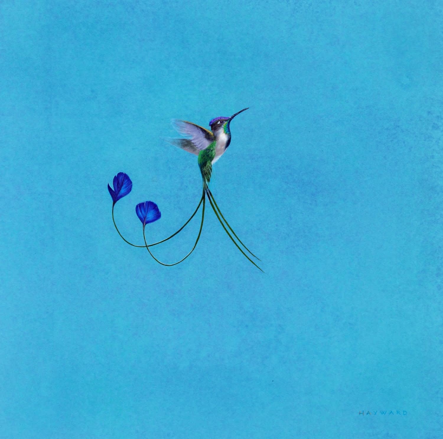 Tim Hayward, Marvellous Spatuletail Hummingbird, 2024 | Jonathan Cooper