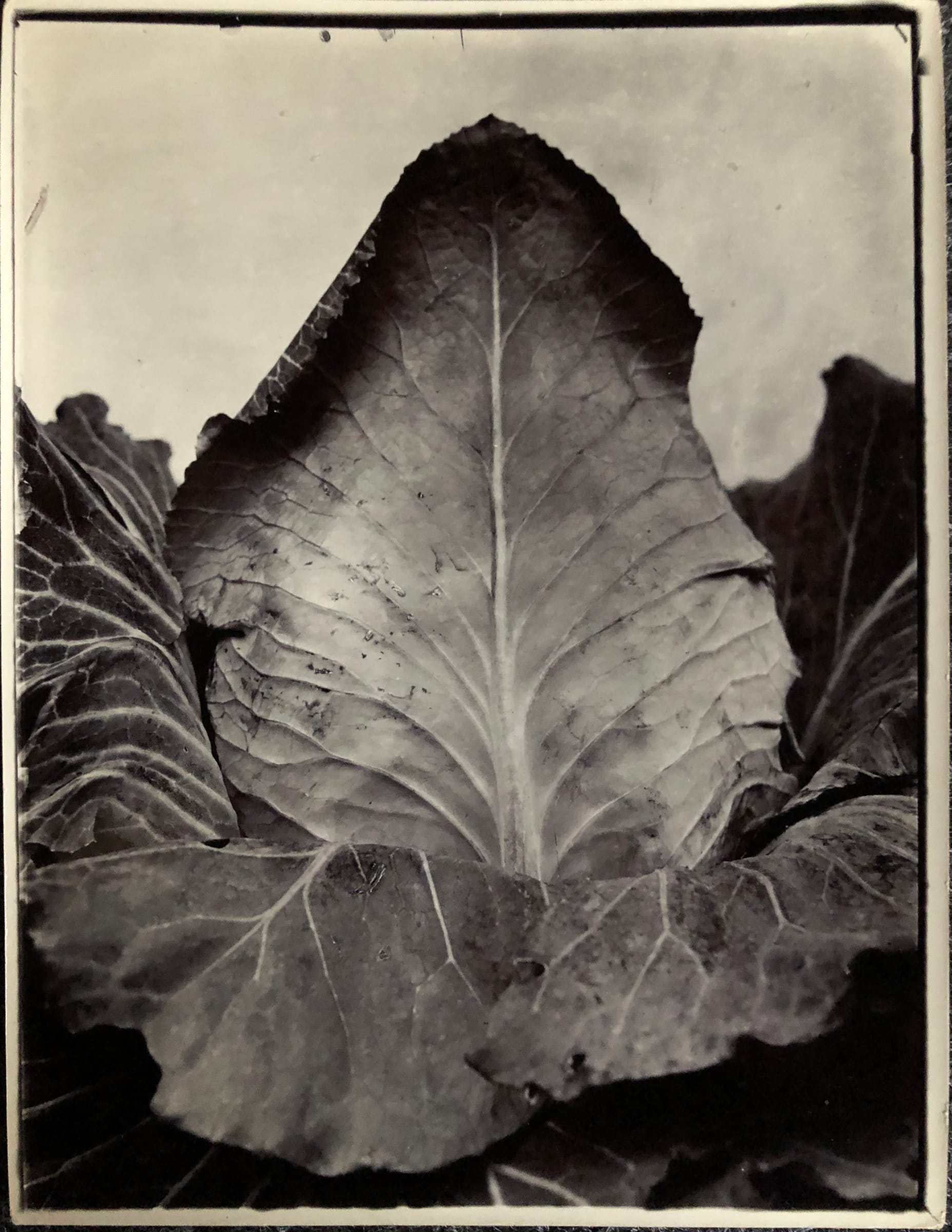Charles Jones, Cabbage Imperial, c. 1900 | Michael Hoppen Gallery