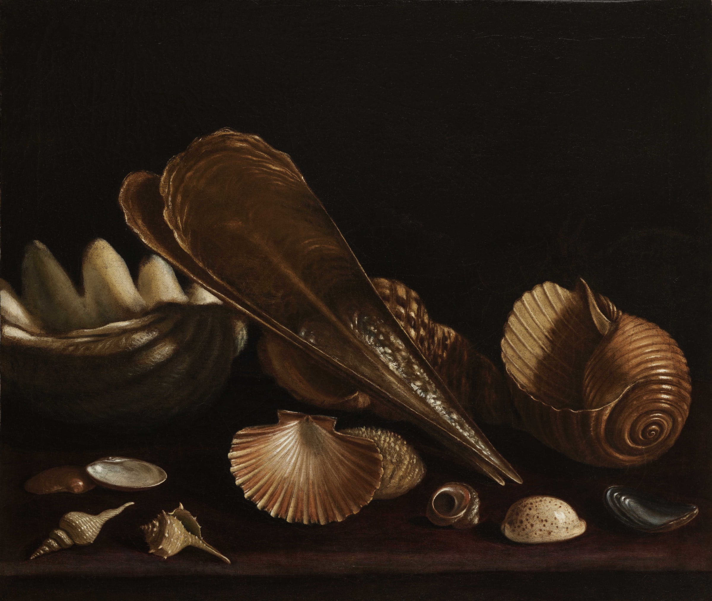 Paolo Porpora, attribuito, Still life with shells, Fourth-Fifth decade ...