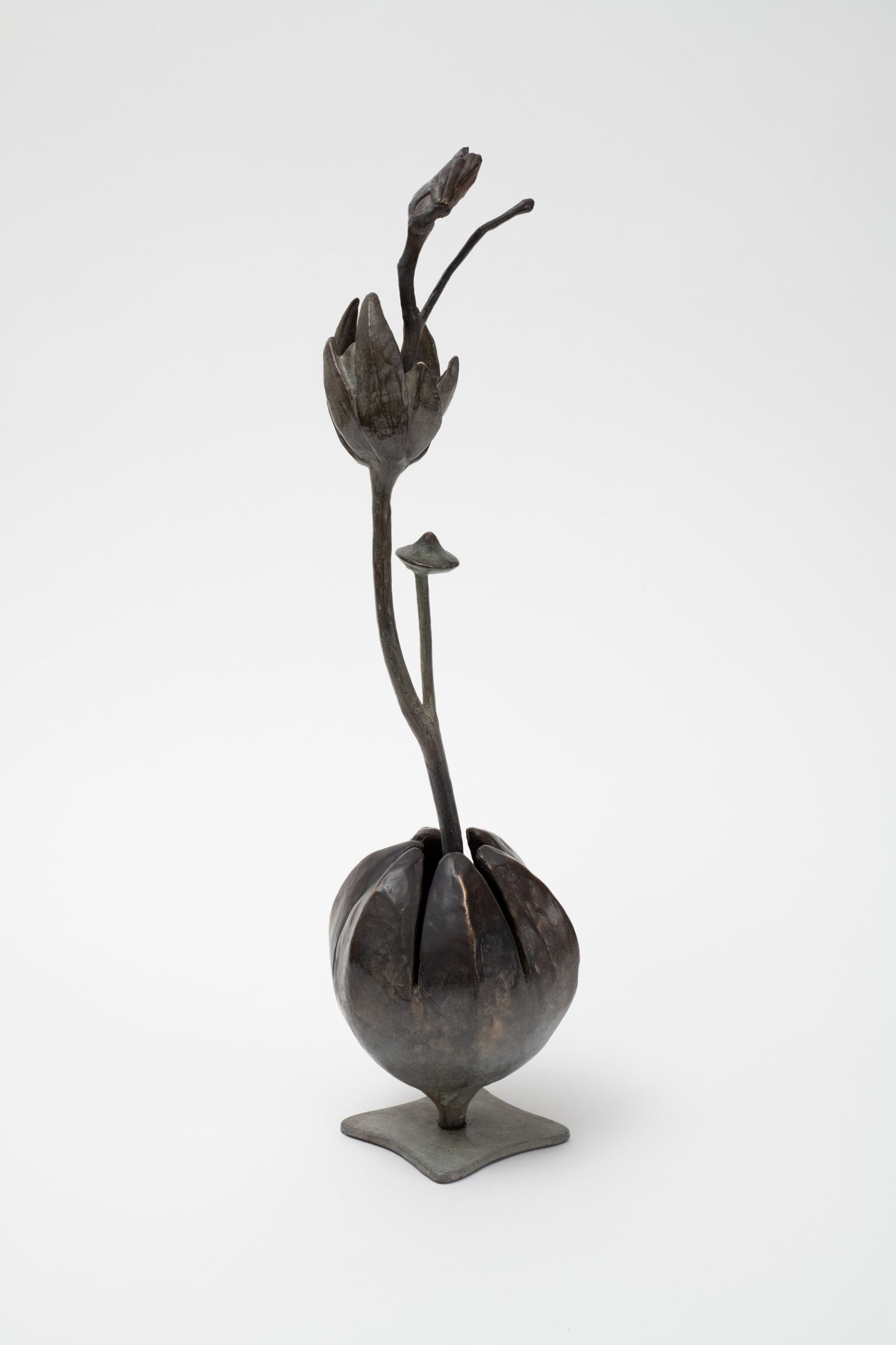 Zoe Amor, Cross Pollination