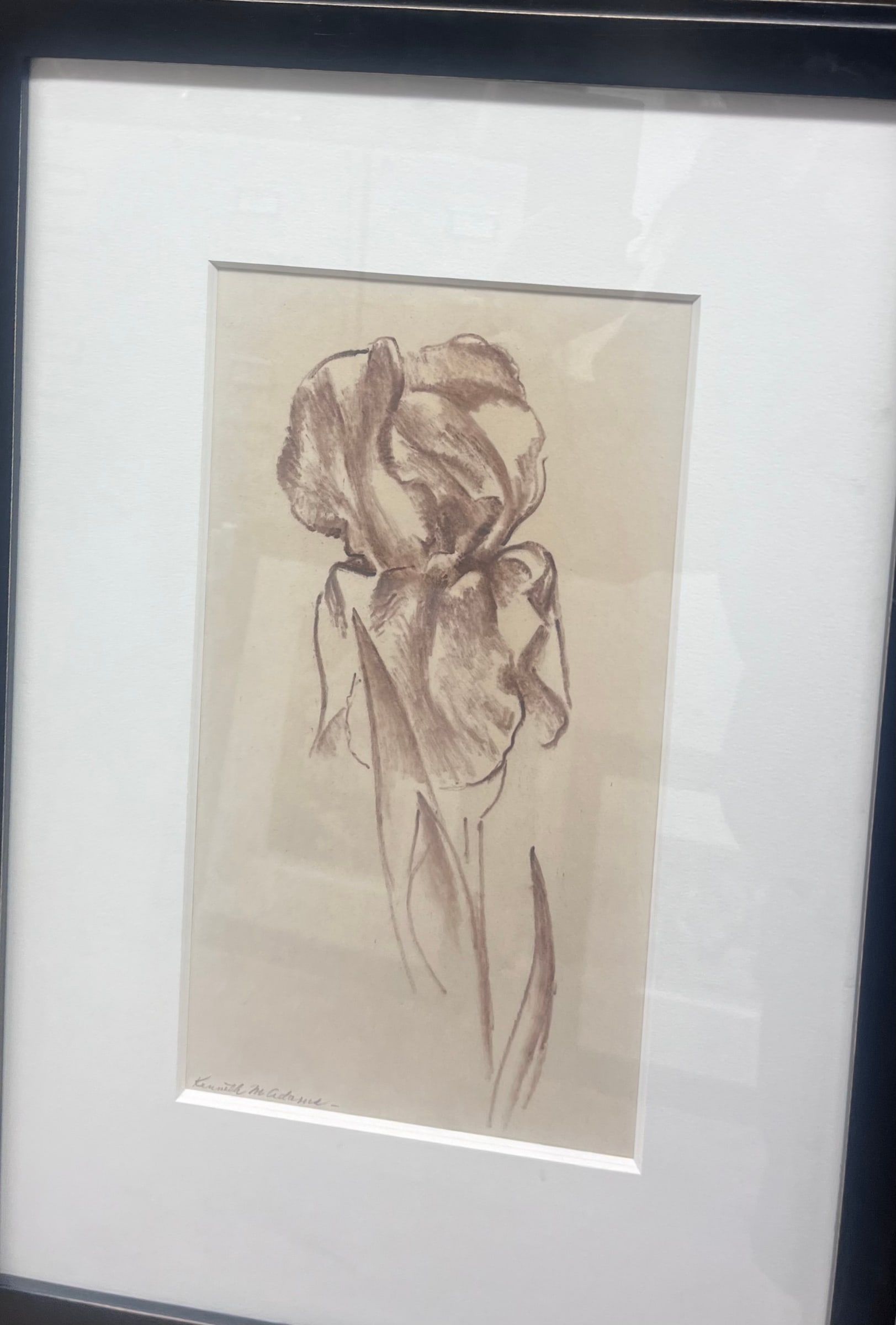 Kenneth Adams, Iris | The Owings Gallery