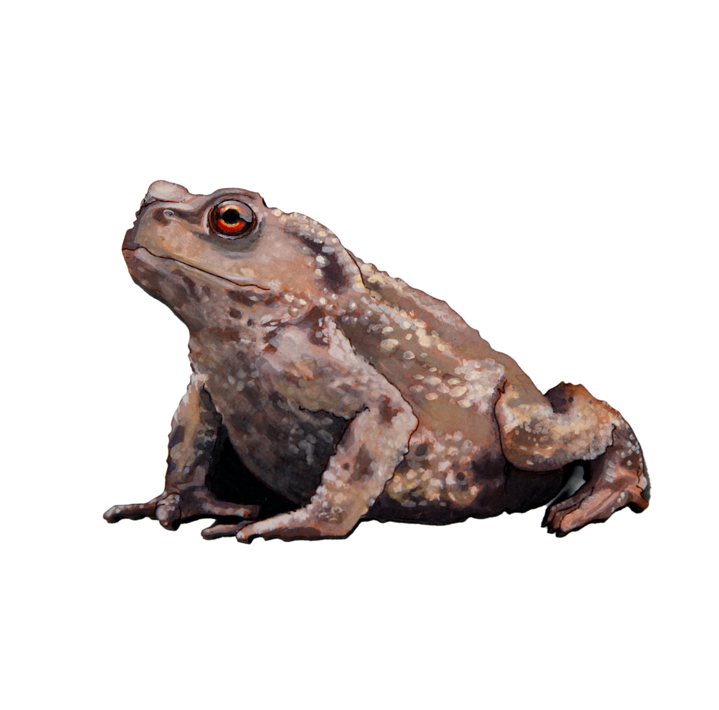 Fionnlagh Skinner, Common Toad, 2023 | Royal Scottish Academy