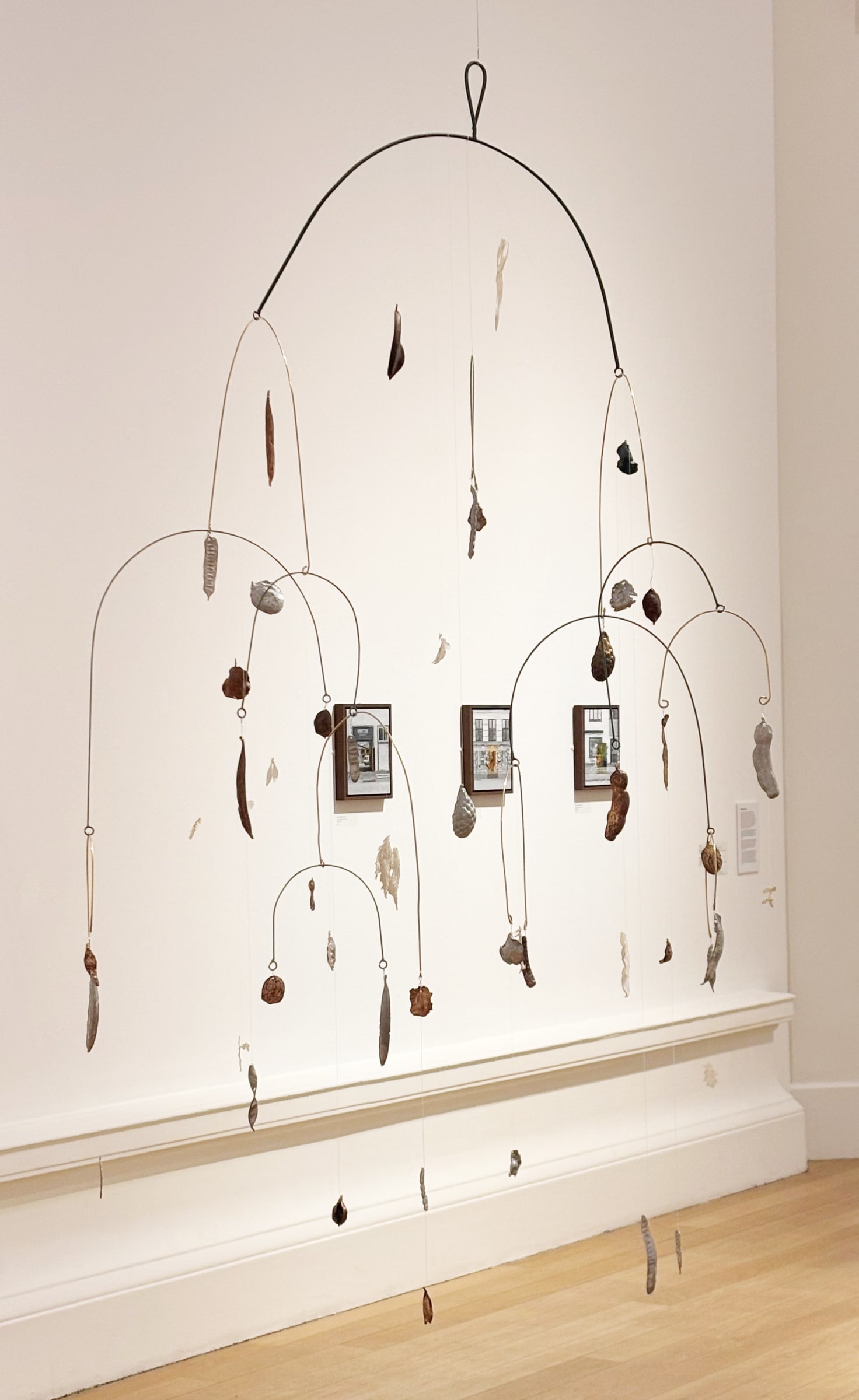 Fiona Goss, Usawa wa mimea (botanical balance), 2025 | Royal Scottish ...