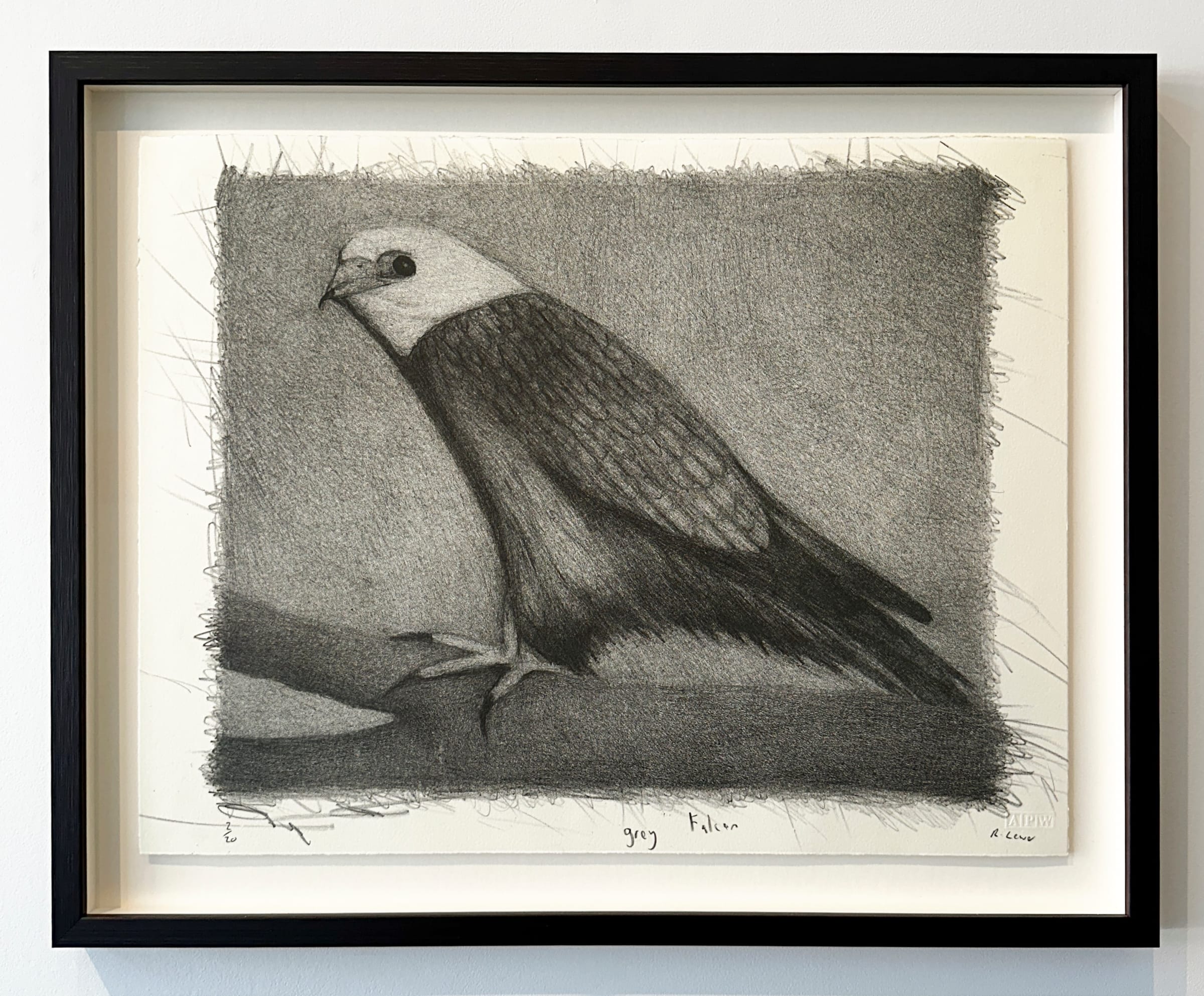 Richard Lewer, Grey Falcon, 2024 | {Suite} Gallery