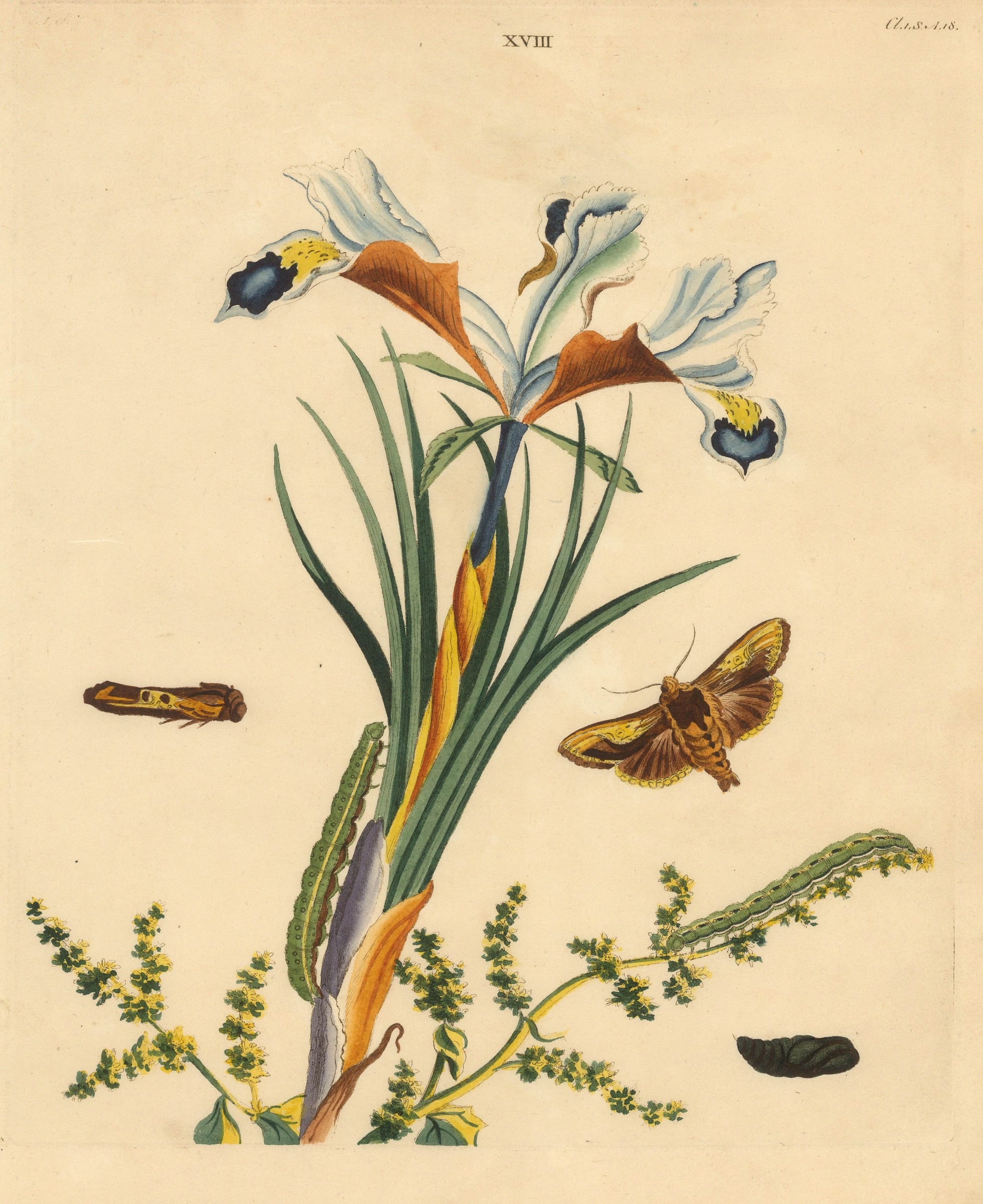 Benjamin Wilkes, Iris - Persian Iris, 1773 | The Map House