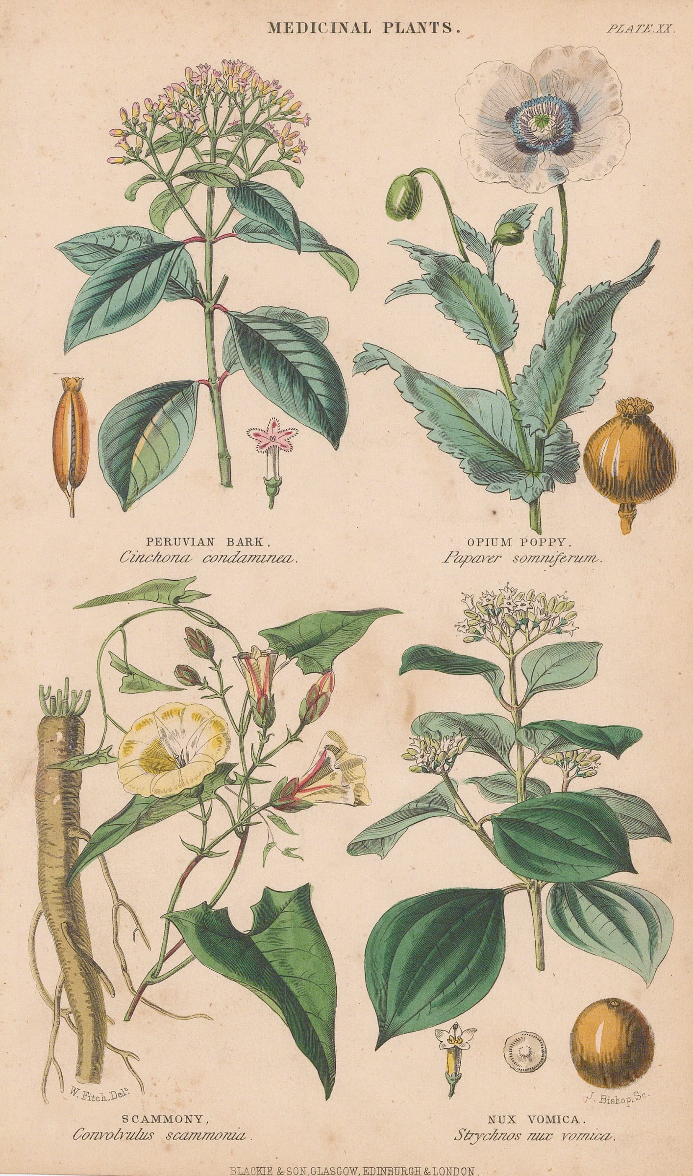 William Rhind, Medicinal Plants, 1855 | The Map House