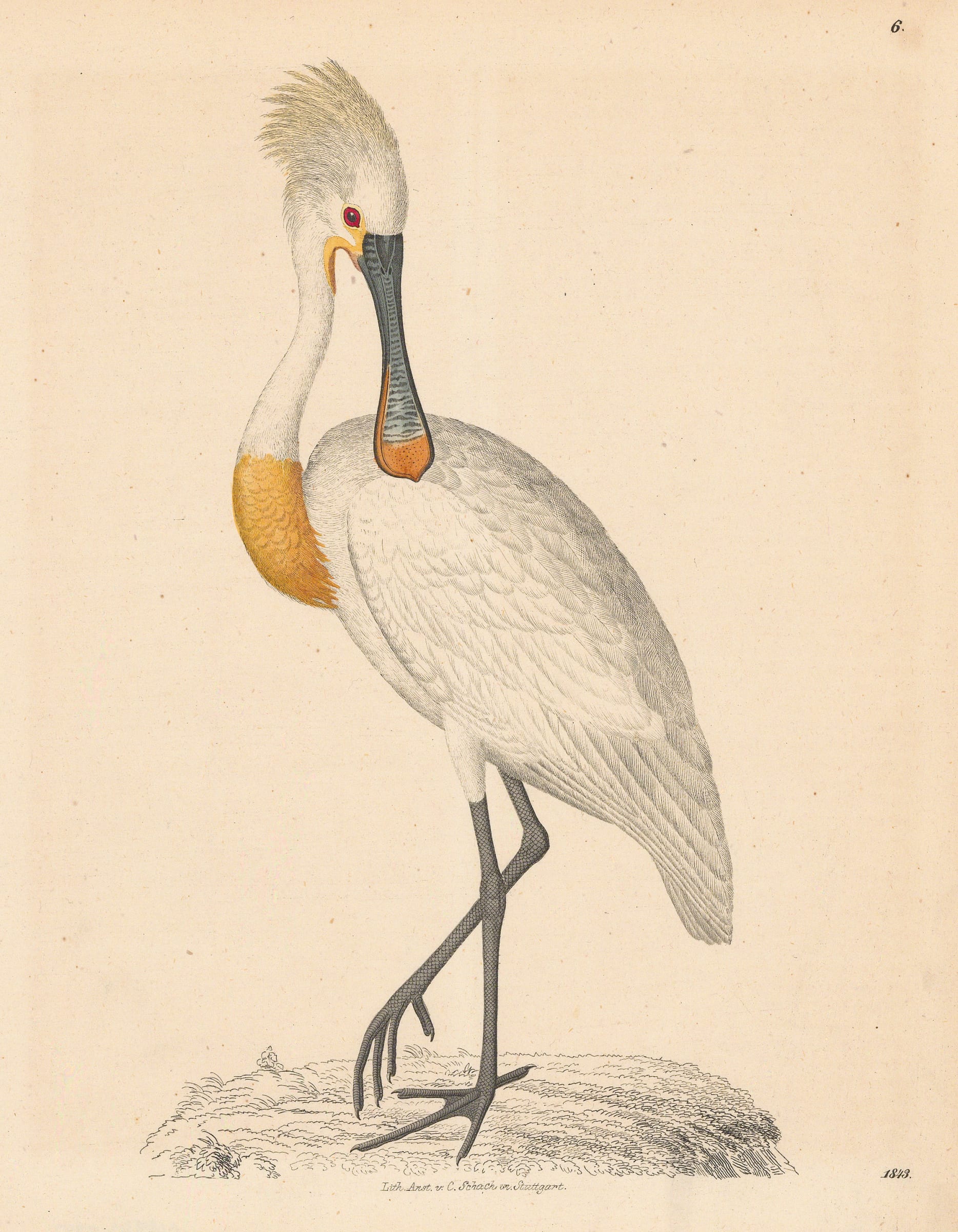 Carl Hoffmann, Spoonbill, 1843 | The Map House