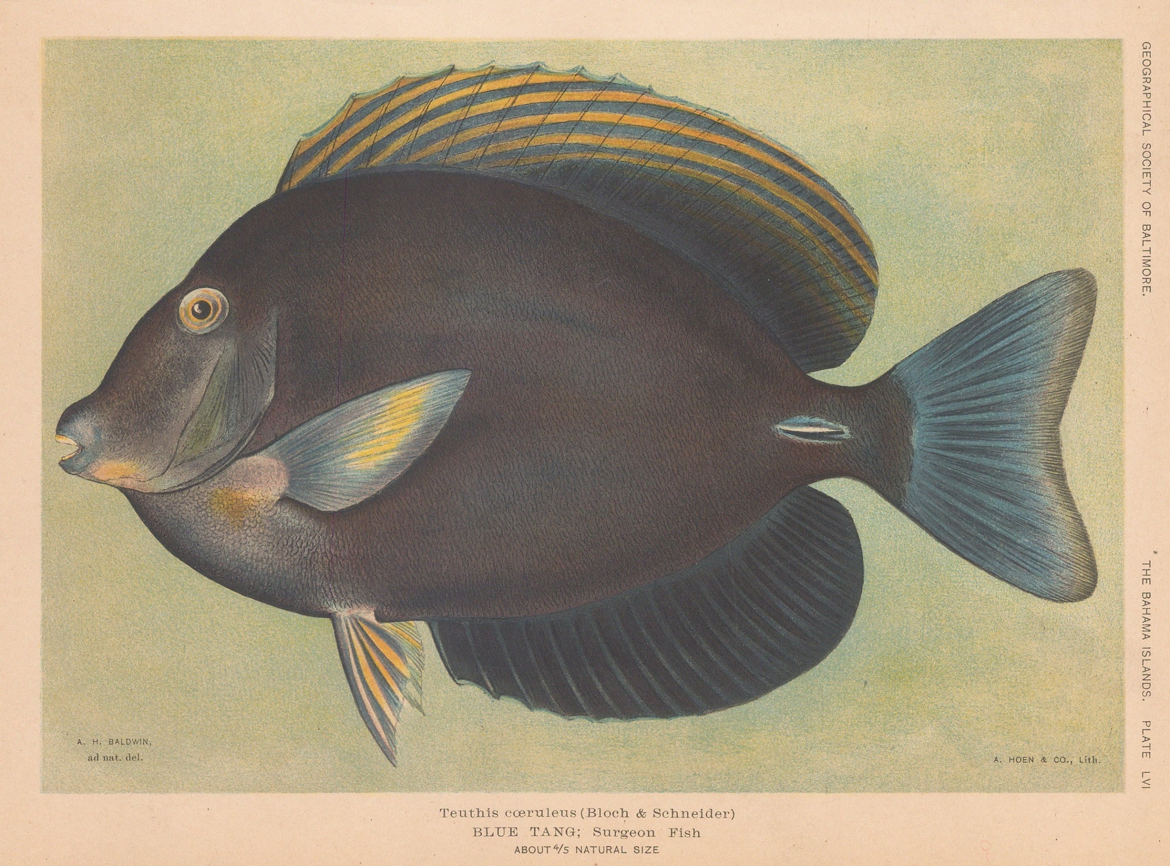A. Hoen & Company, Bahamas - Blue Tang, 1905 | The Map House