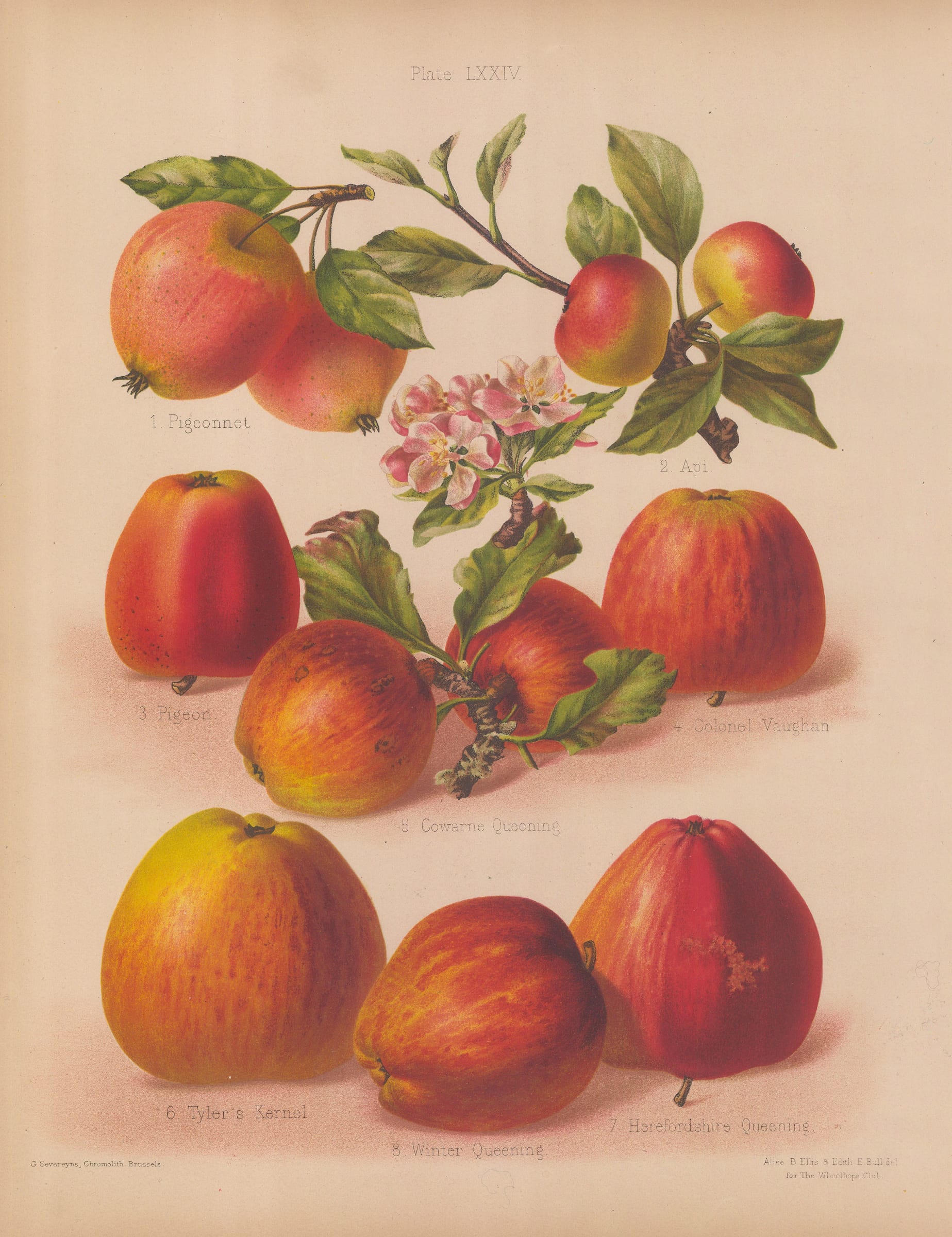 Henry Graves Bull, Apple - Varieties, 1885 | The Map House