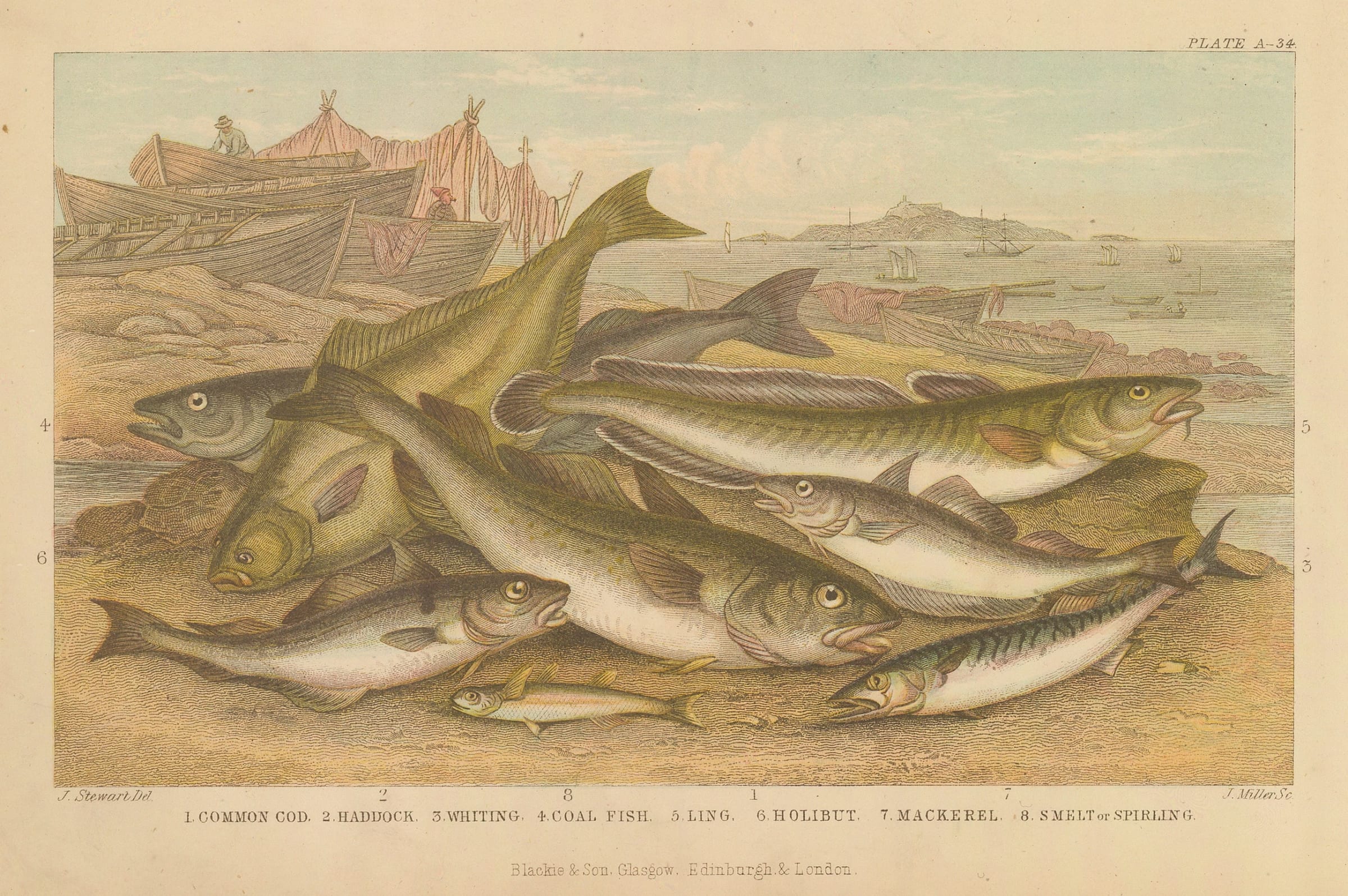 Oliver Goldsmith, Ocean Fish, 1876 | The Map House