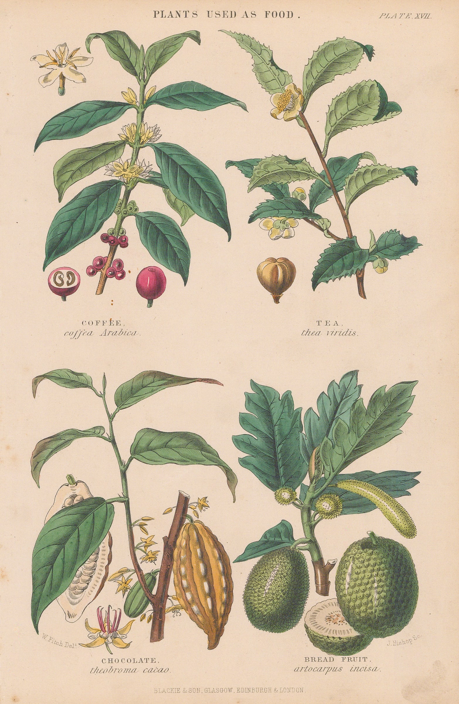 William Rhind, Coffee, Tea, Chocolate, Bread Fruit, 1862 | The Map House