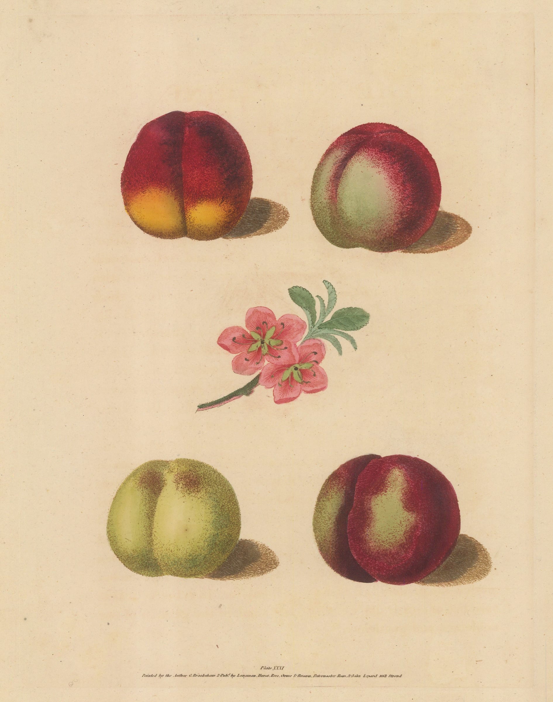 George Brookshaw, Peach - Varieties, 1817 | The Map House