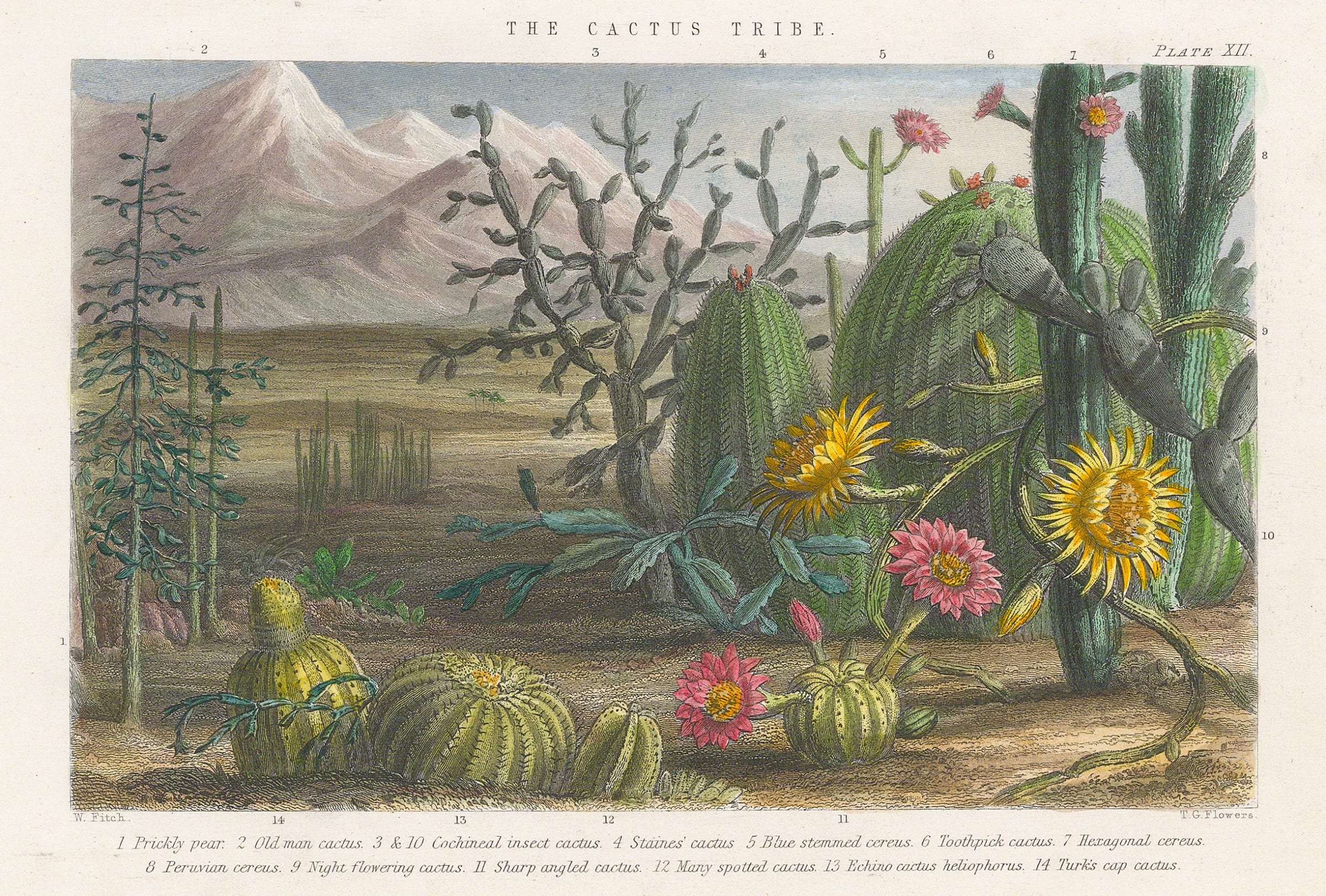 williams cacti