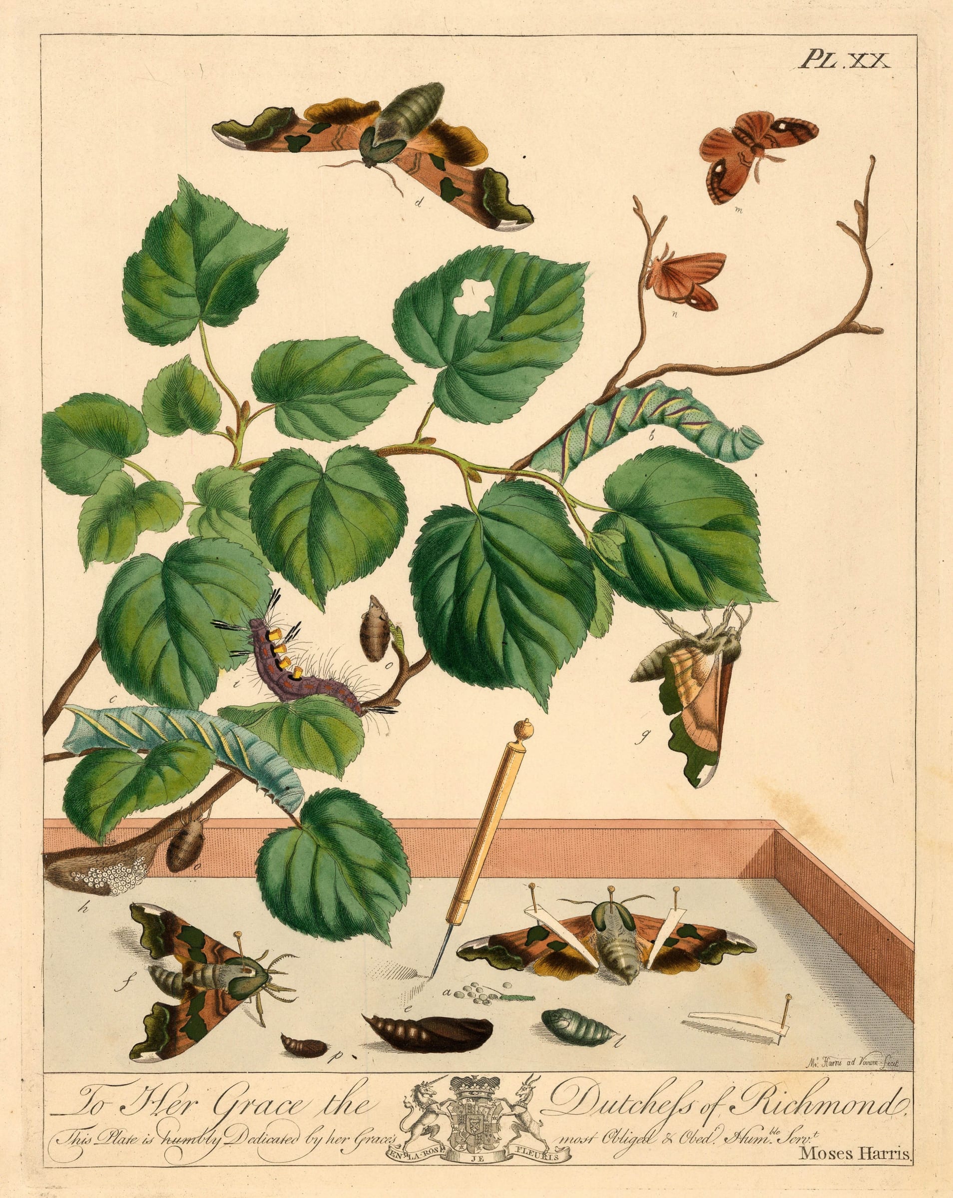 Moses Harris, Butterflies - Moths and Caterpillars, 1840 | The Map House